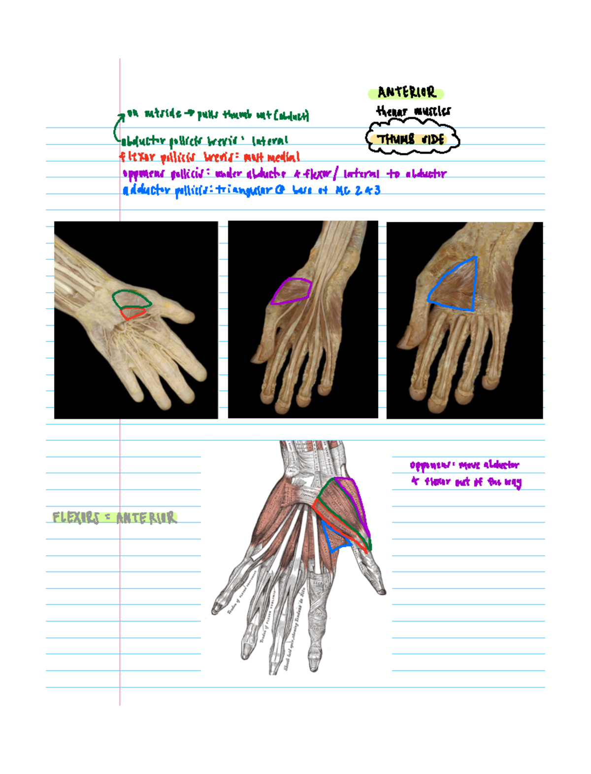 Cadaver Practical 1 Notes - ANTERIOR gon outside pulls thumb outabduct ...