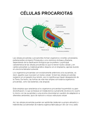 Producto 6.- Subreino Mesozoa - SUBREINO MESOZOA Los mesozoos (Mesozoa ...