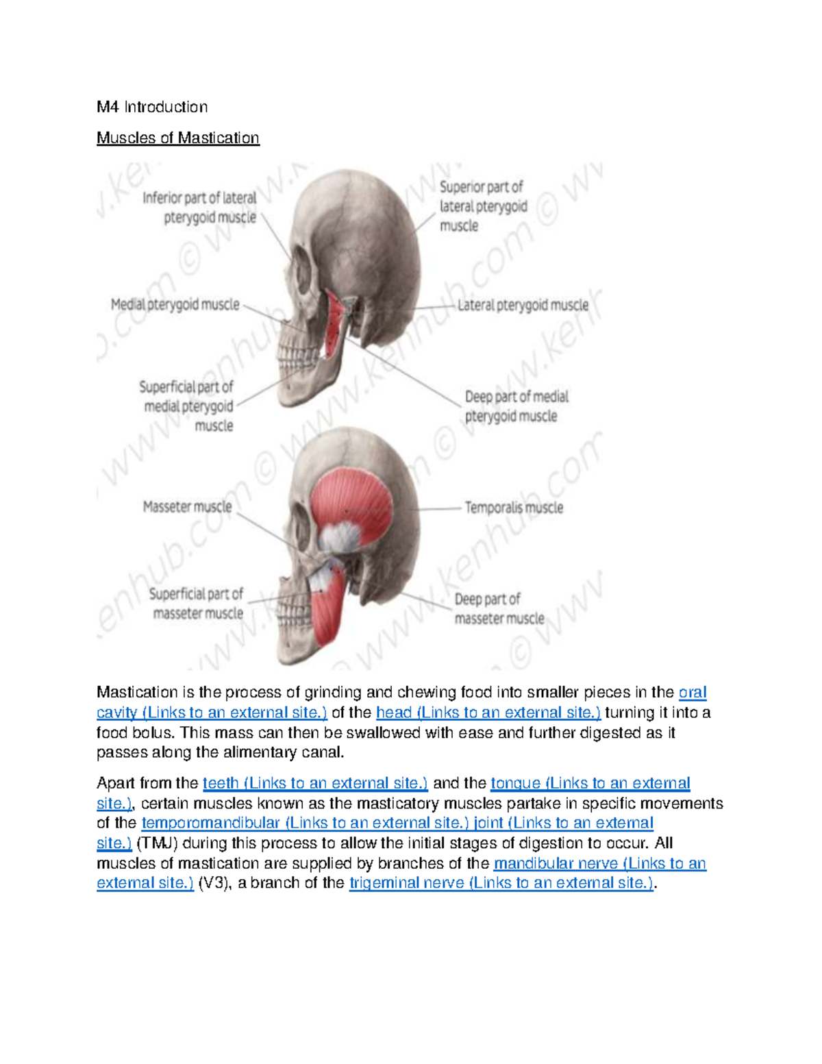 Muscles of Mastication - M4 Introduction Muscles of Mastication ...