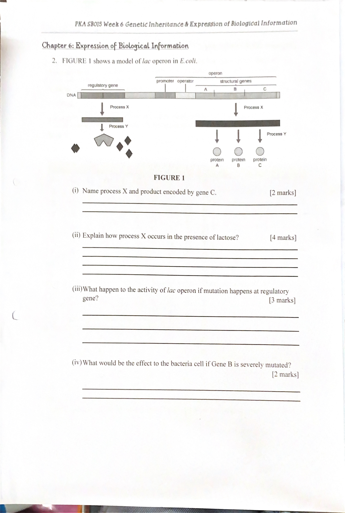 Bio dna exercise - DNA excercise - PKA SBO15 Week 6 Genetic Inheritance ...