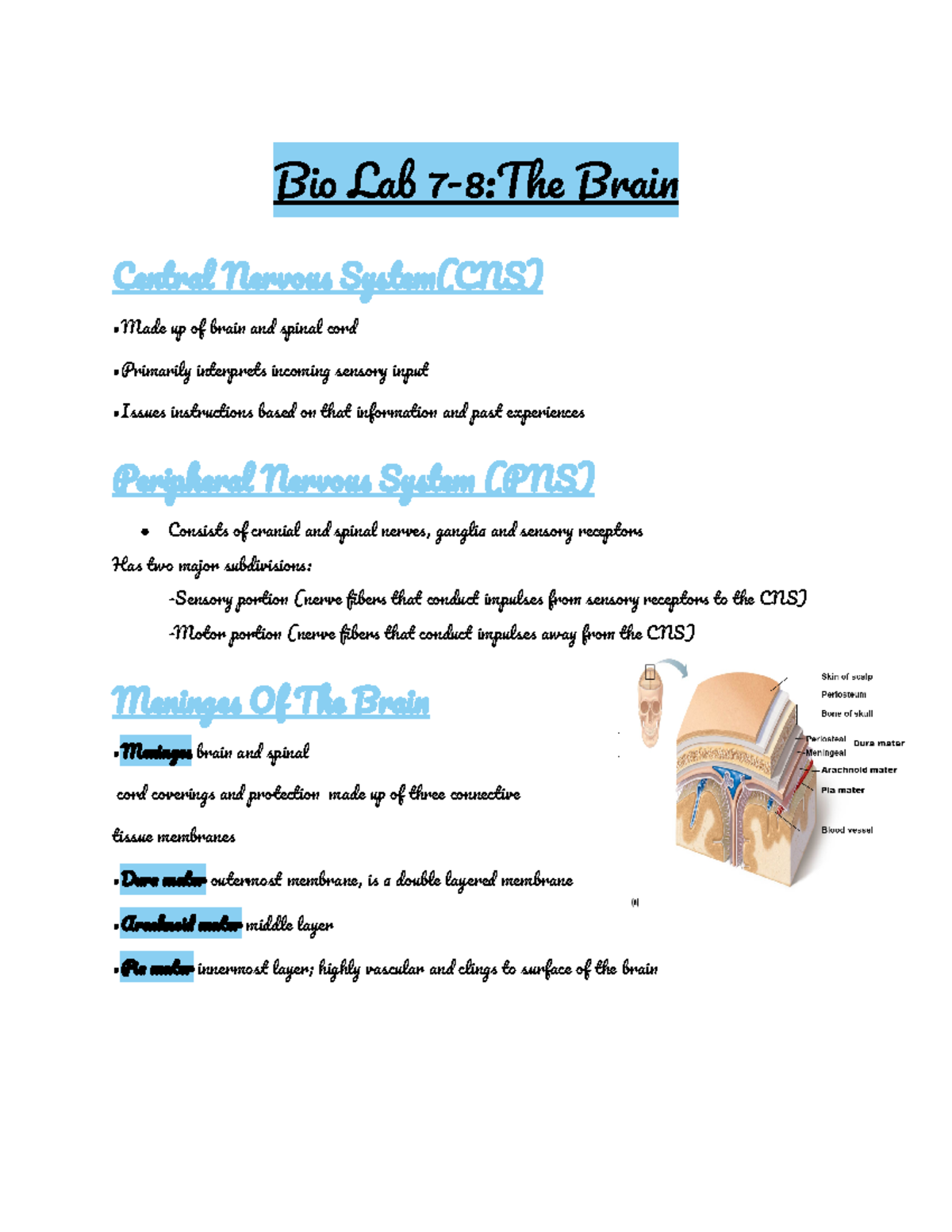 Bio Lab 7-8 The Brain - Bio Lab 7-8:The Brain Central Nervous System(CNS) •Made up of brain and ...
