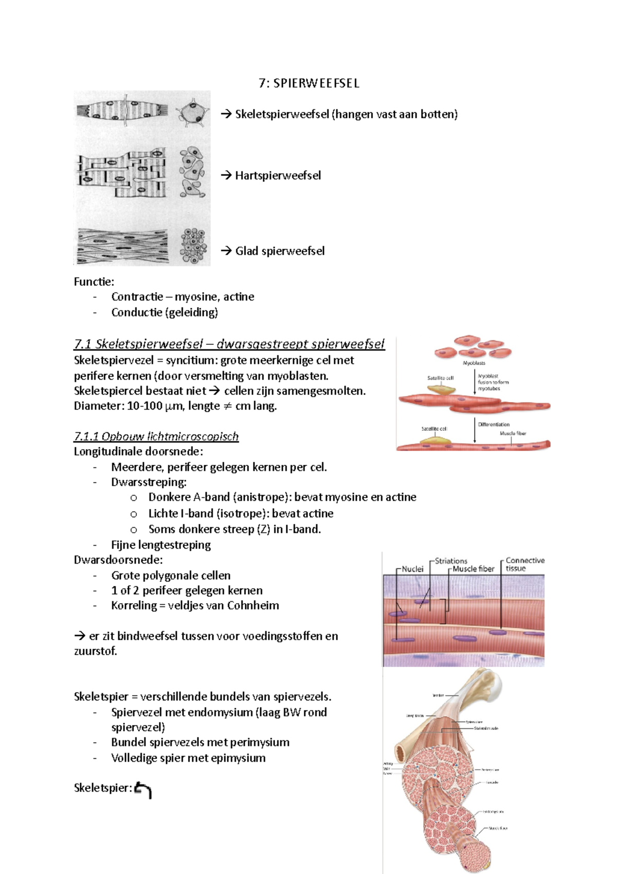 Weefsels Spierweefsel - 7: SPIERWEEFSEL Skeletspierweefsel (hangen vast ...