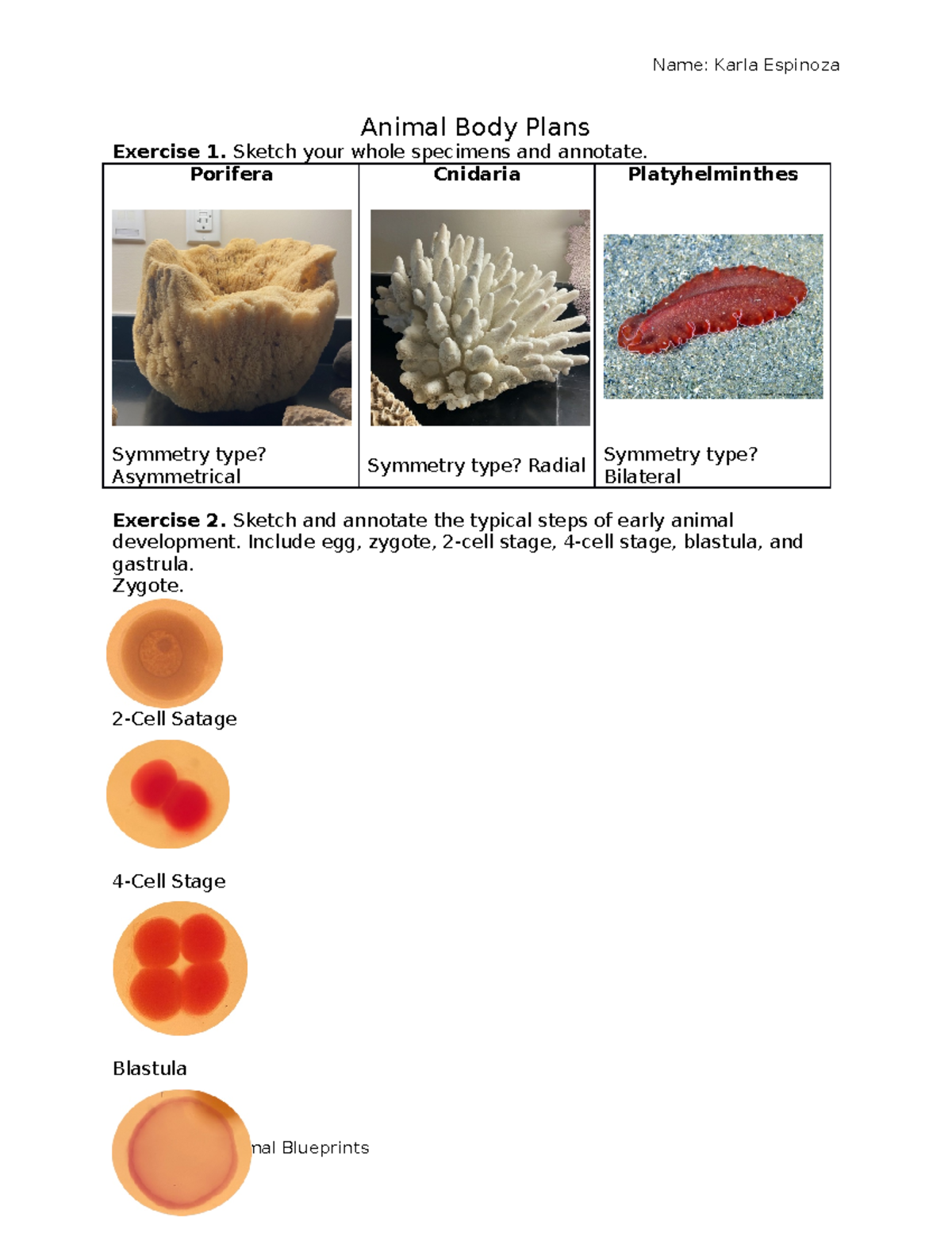 07 Worksheet: Animal Blueprints - Name: Karla Espinoza Animal Body ...