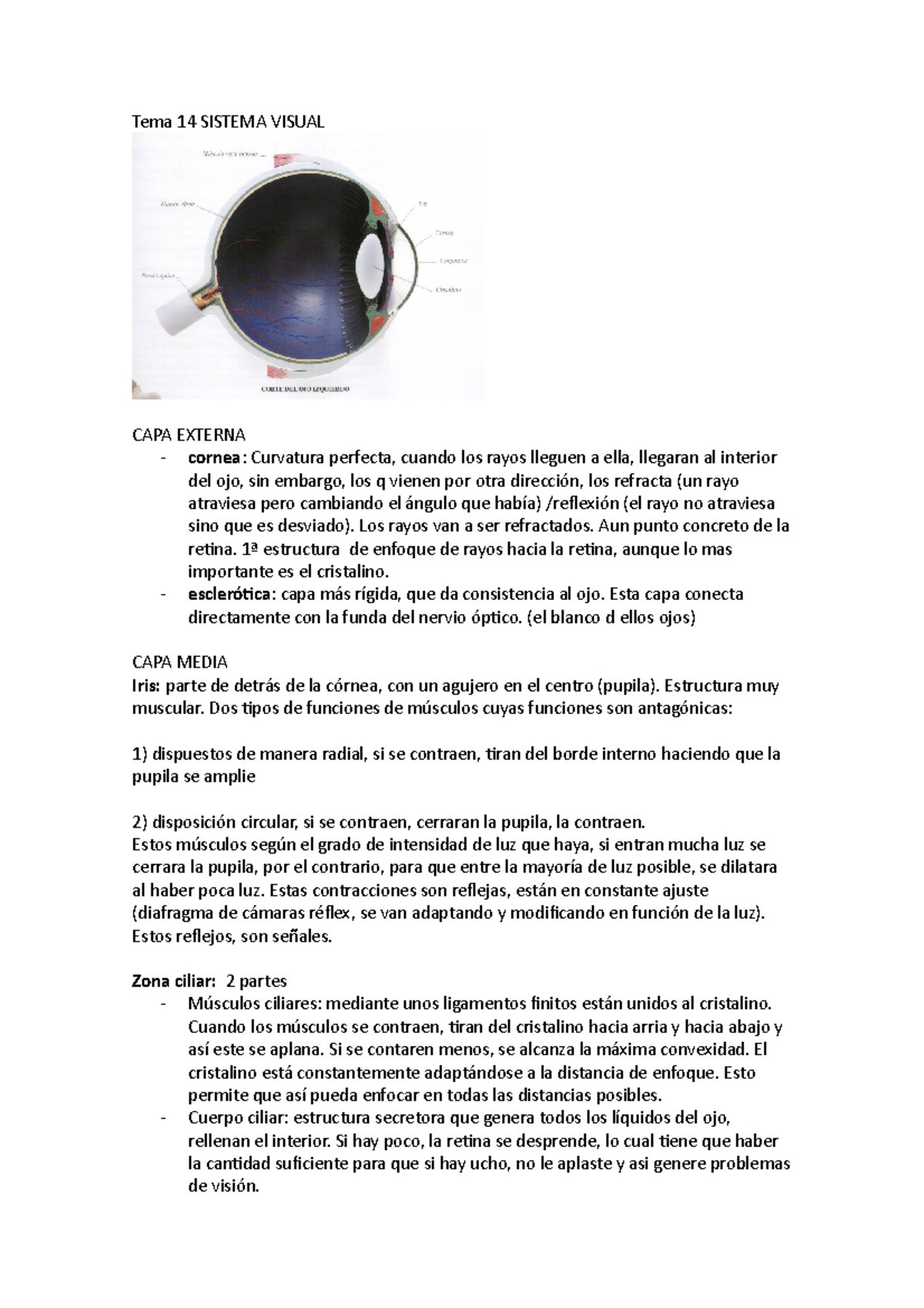 Tema 14 bio - Tema 14 SISTEMA VISUAL CAPA EXTERNA cornea: Curvatura ...