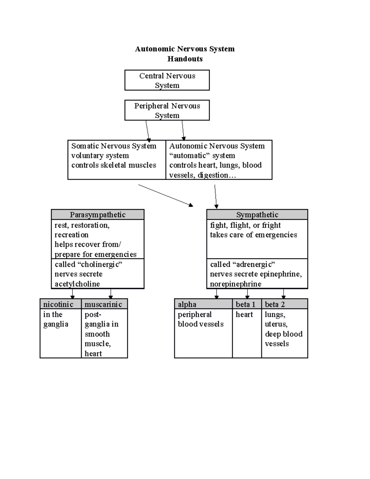 Autonomic Nervous System handout - Autonomic Nervous System Handouts ...