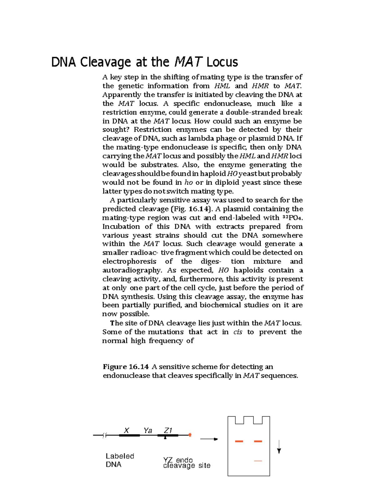 DNA Cleavage at the MAT Locus - Apparently the transfer is initiated by ...