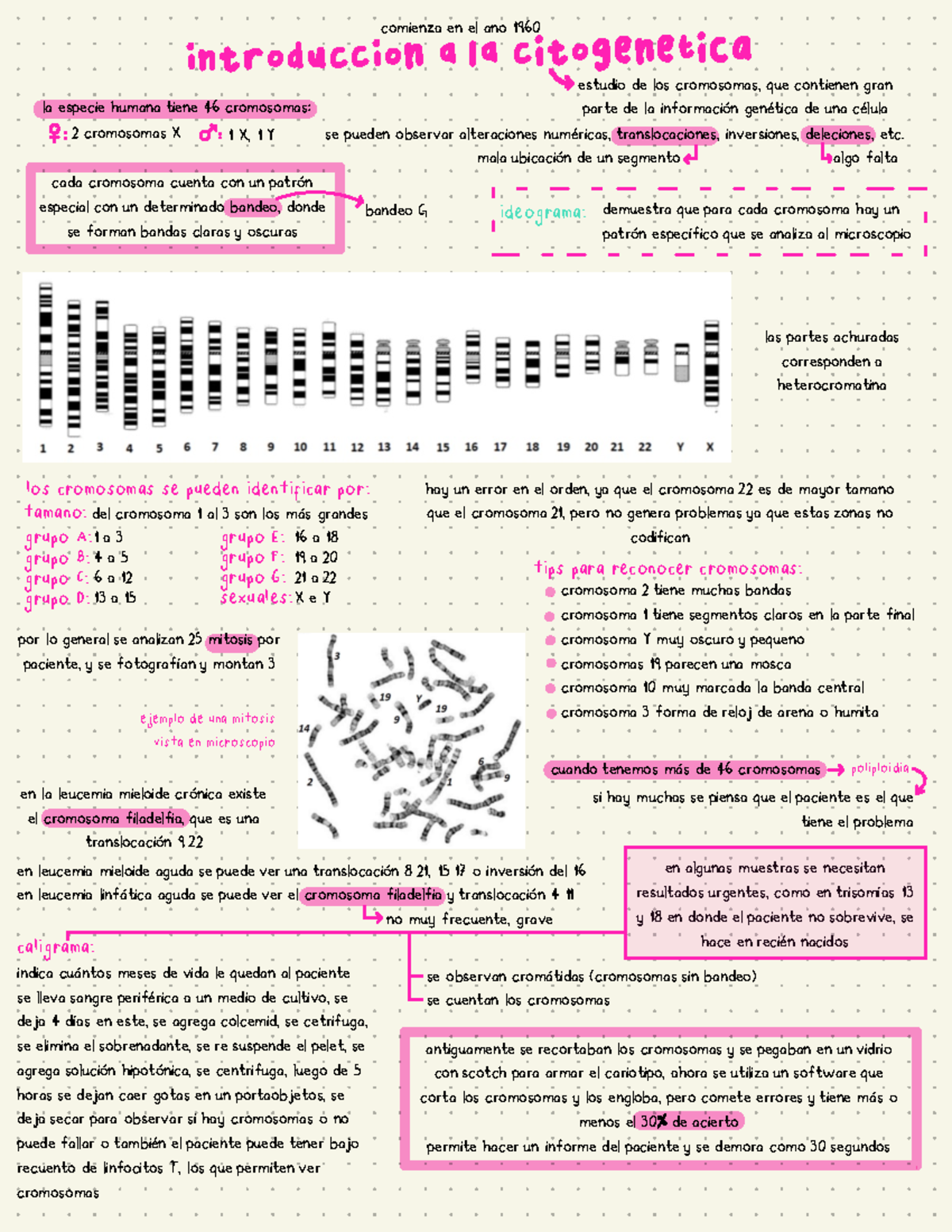 Citogenética - introduccion a la citogeneti ca estudio de los ...