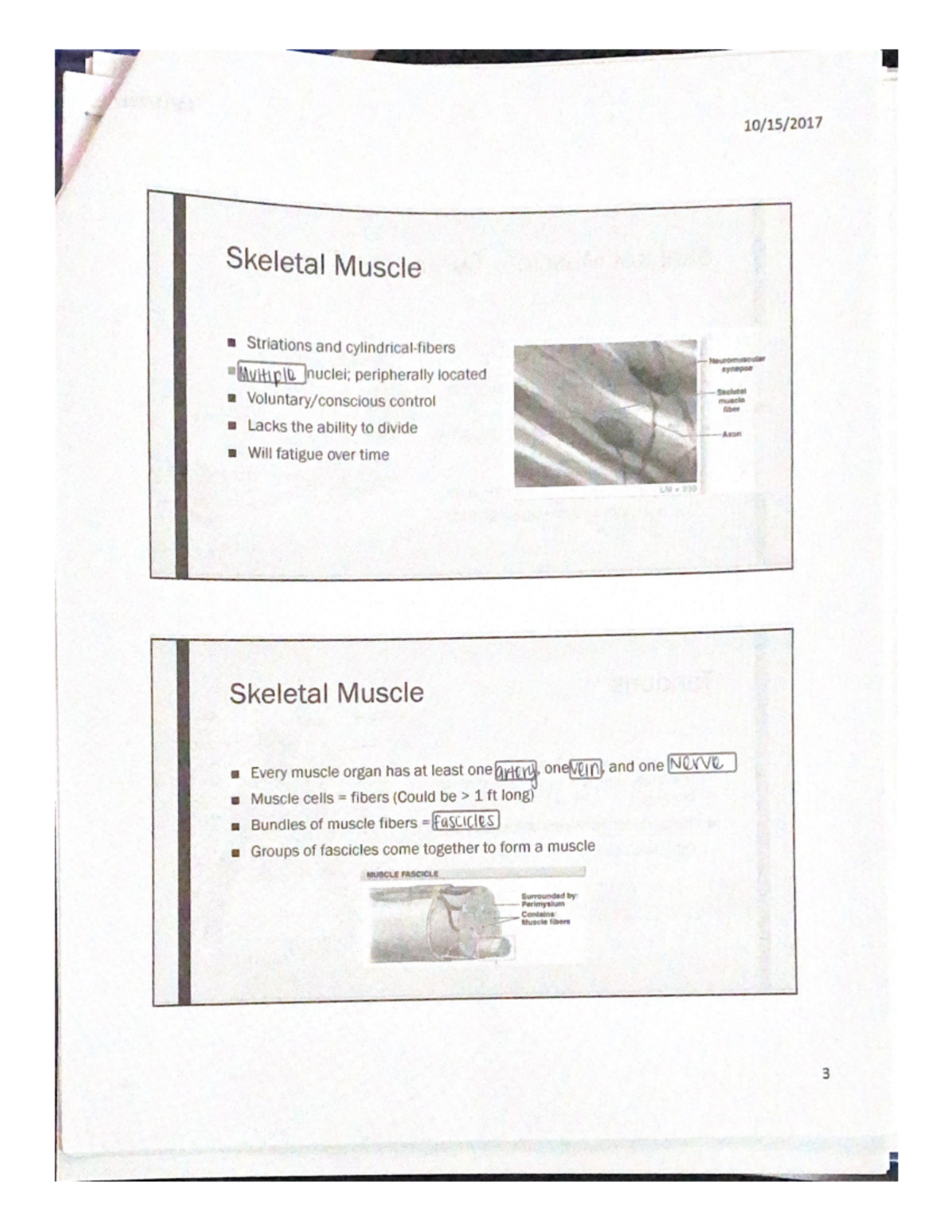Skeletal Muscle - lecture notes from professor Norquist - Skeletal ...