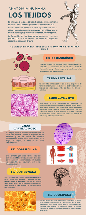 La cara superior del cuerpo está revestida por peritoneo que forma el ...