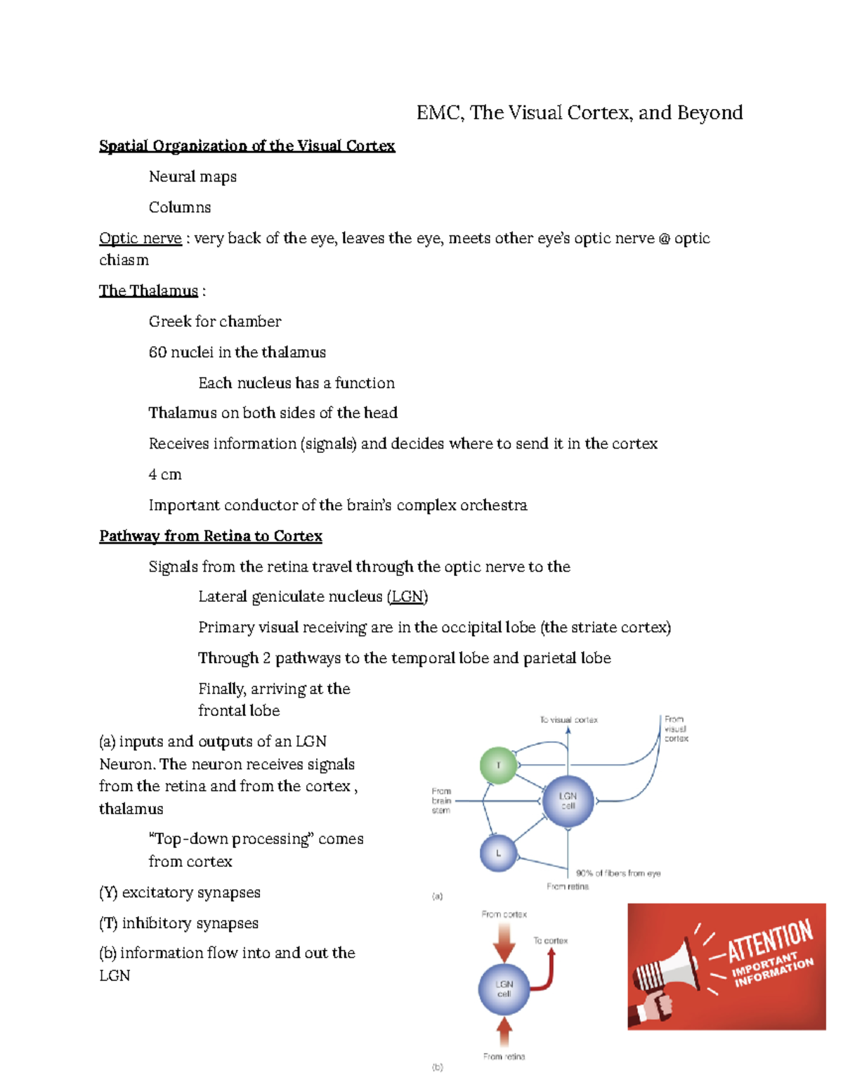 Chapter 4 Lecture Notes Emc The Visual Cortex And Beyond Spatial