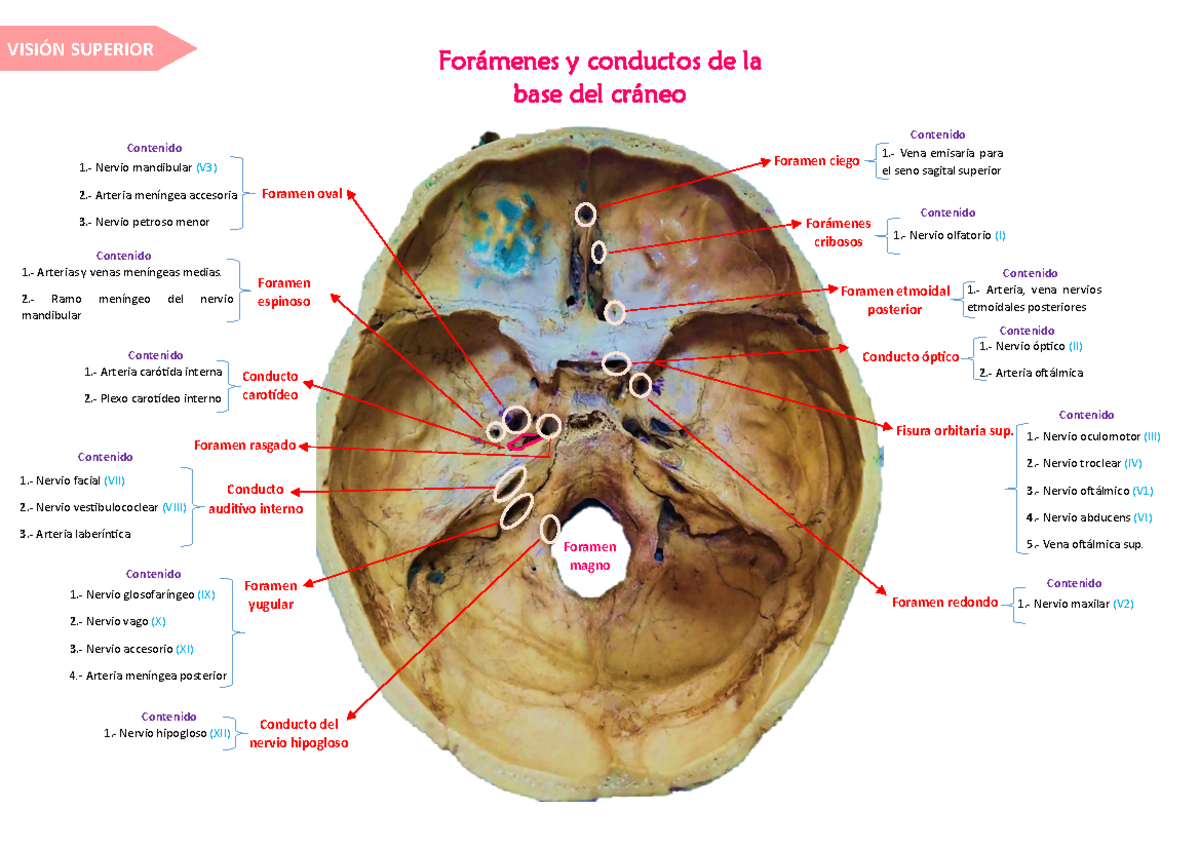Cráneo - Forámenes y conductos de la base del cráneo Foramen ciego 1 ...