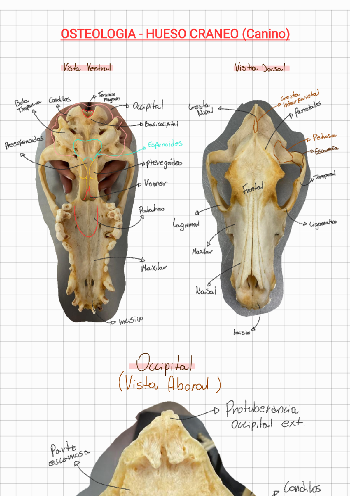 Osteologia P1 240926 103404 - OSTEOLOGIA - HUESO CRANEO (Canino) Vista ...