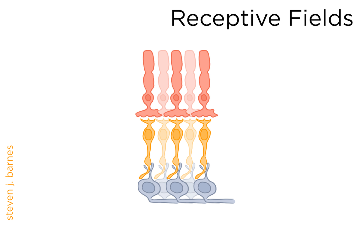 Receptive Fields Final - Receptive Fields steven j. barnes • Understand and explain what a ...