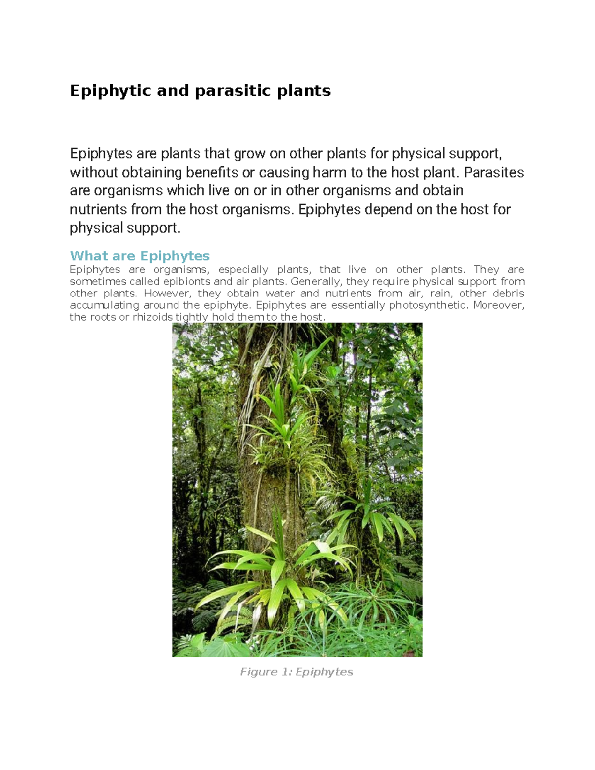 Epiphytic and parasite plants - Epiphytic and parasitic plants ...
