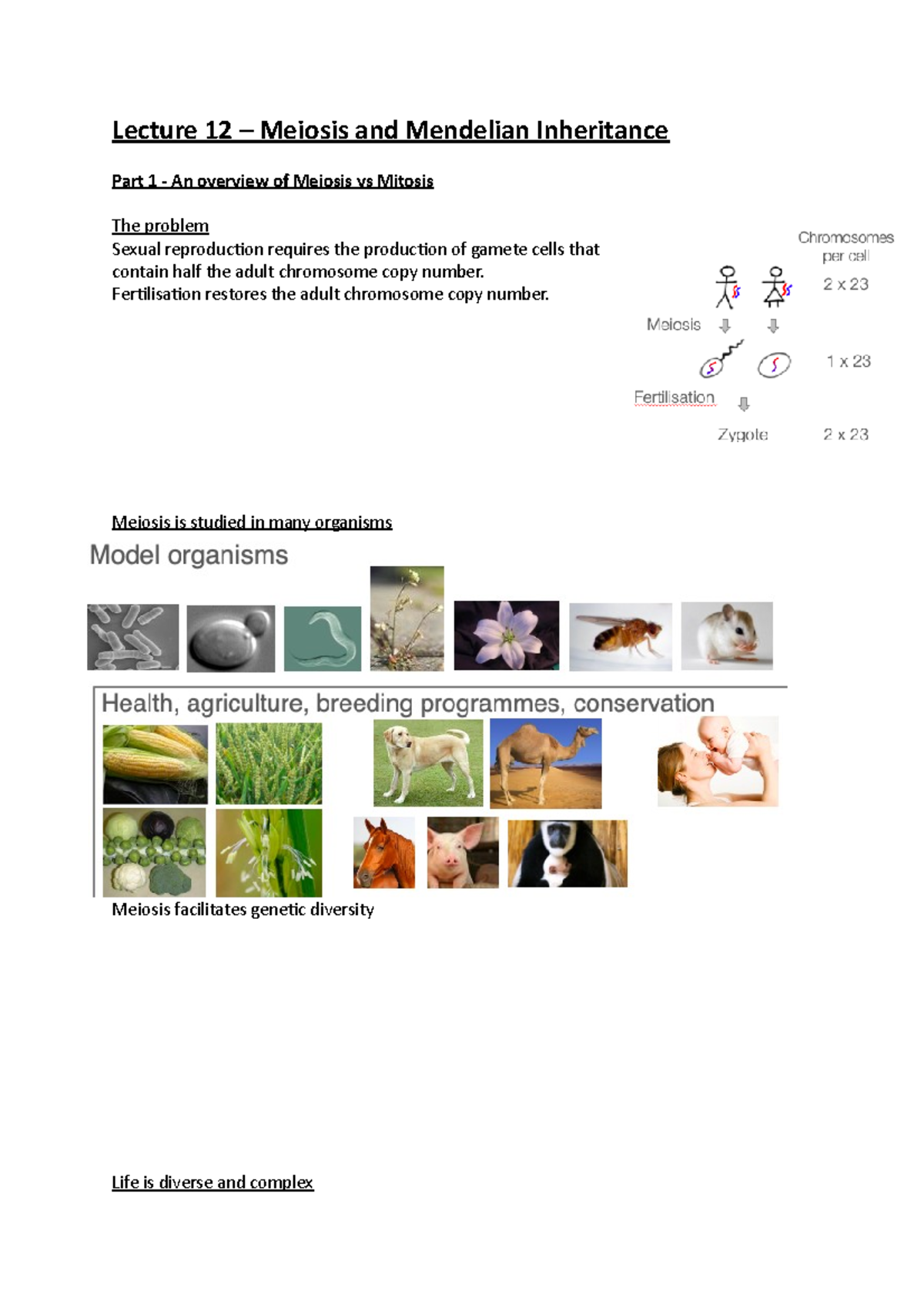 Meiosis and mendelian inheritance - Lecture 12 – Meiosis and Mendelian ...
