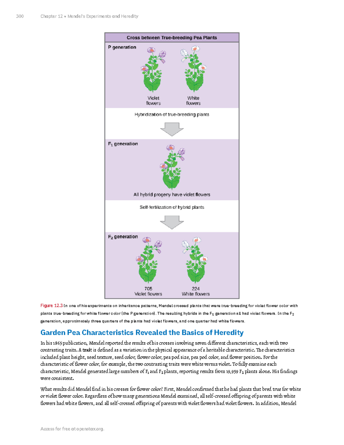 Chapter 12 Mendel's Experiments and Heredity Part 2 - Figure 12 In one ...