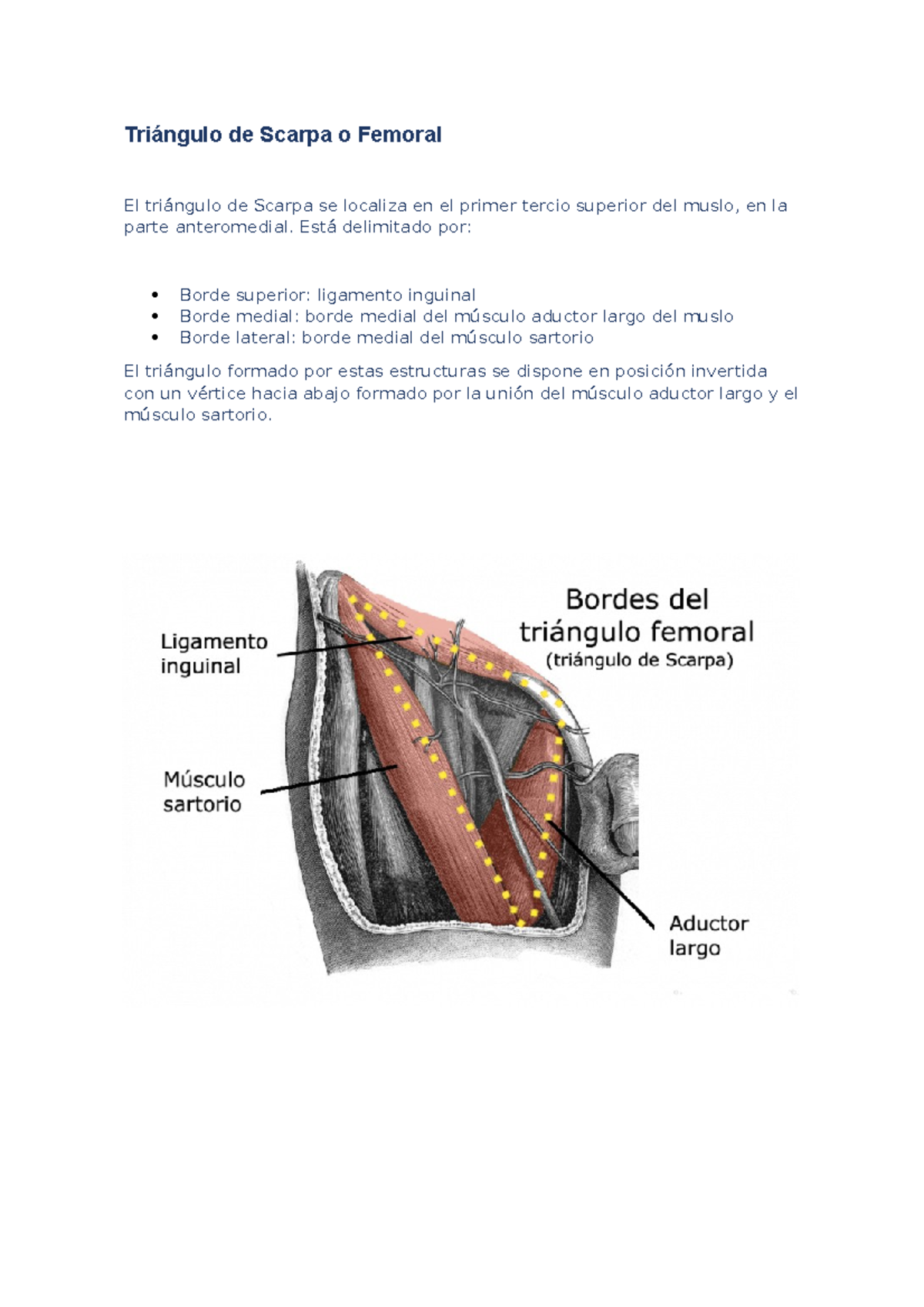 Triángulo de Scarpa o Femoral - Triángulo de Scarpa o Femoral El ...