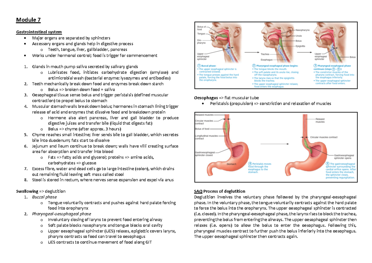 Module 7 pdf - Module 7 Gastrointestinal system - Major organs are ...