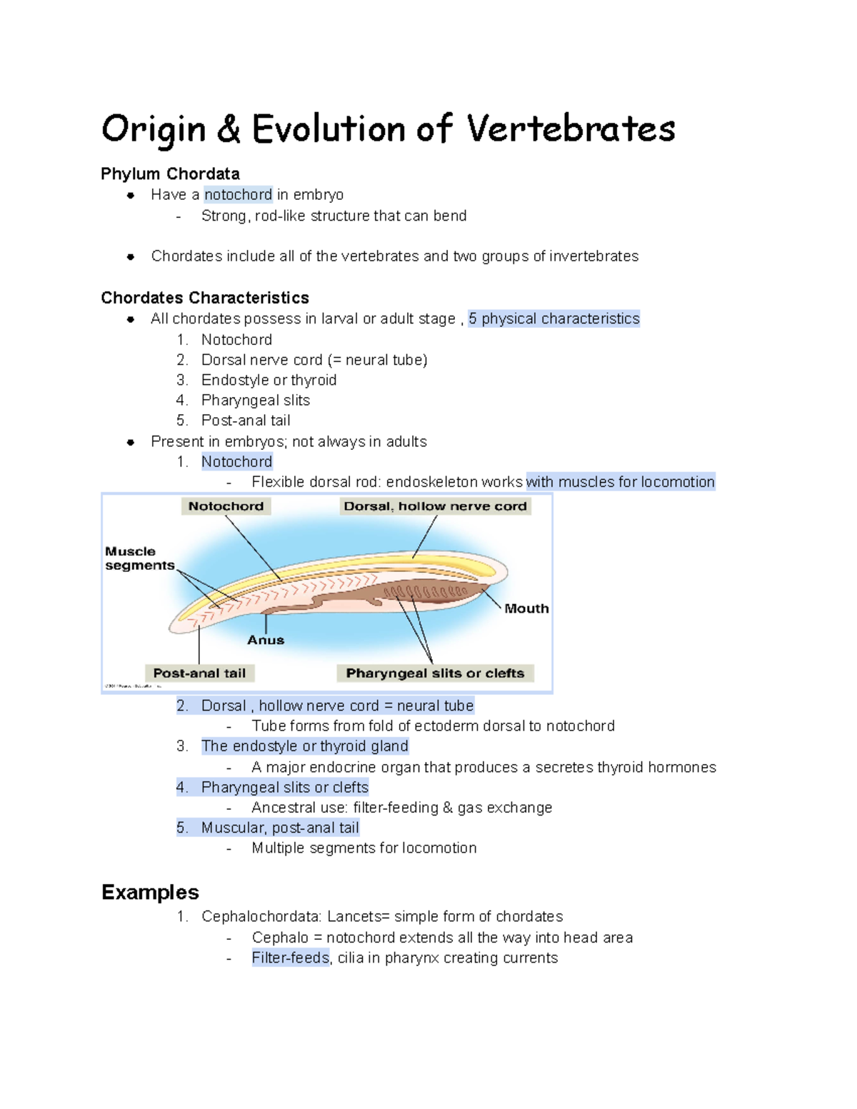 Chapter 29 Part 1 - Origin & Evolution of Vertebrates Phylum Chordata ...