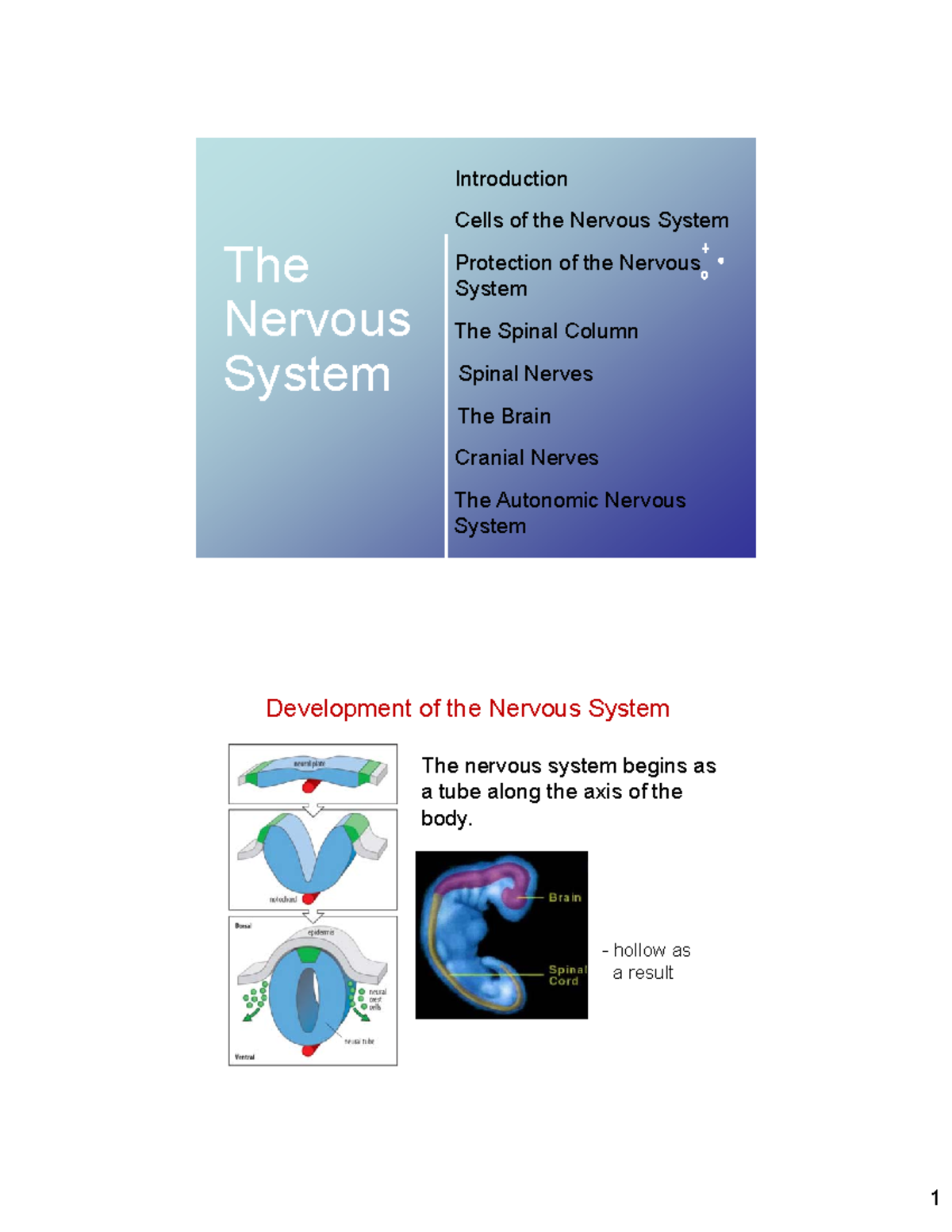 Lec 21-32. Nervous System-2 - The Nervous System Introduction Cells of ...