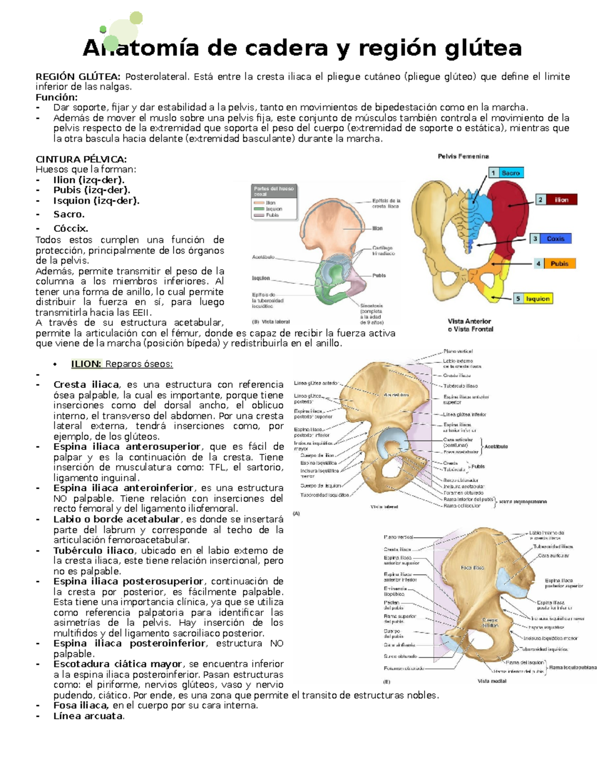 C1 AnatomíA DE Cadera Y RegióN GLÚTEA - Anatomía de cadera y región ...