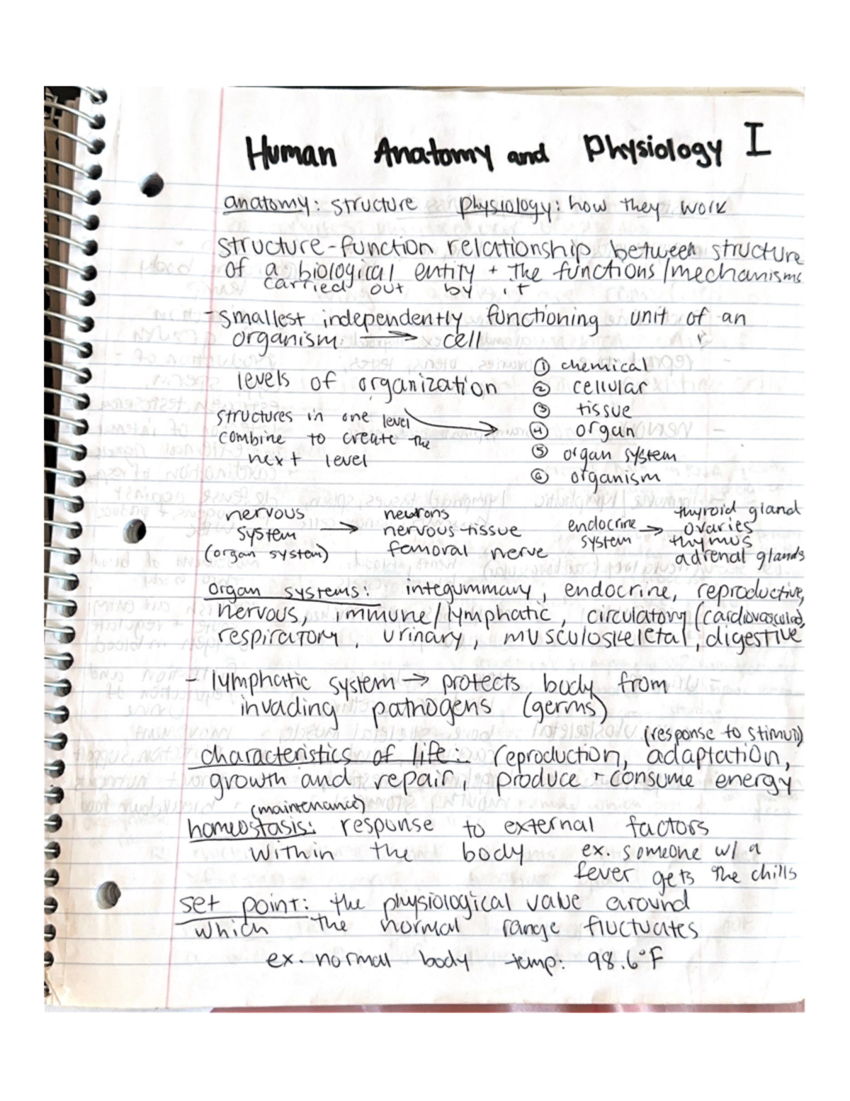 Notes from Anatomy and Physiology 1 Chapters 4-6 - KINS 1223 - Studocu