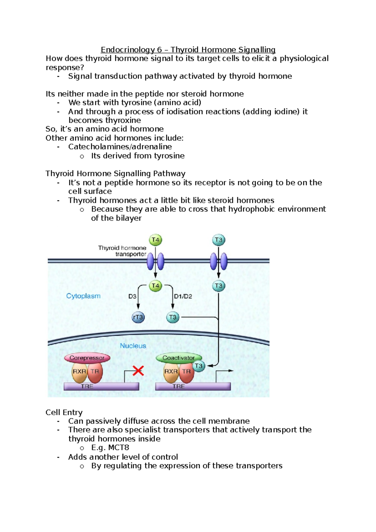Endocrinology 6 - Dr Cathy Slack - Endocrinology 6 – Thyroid Hormone ...