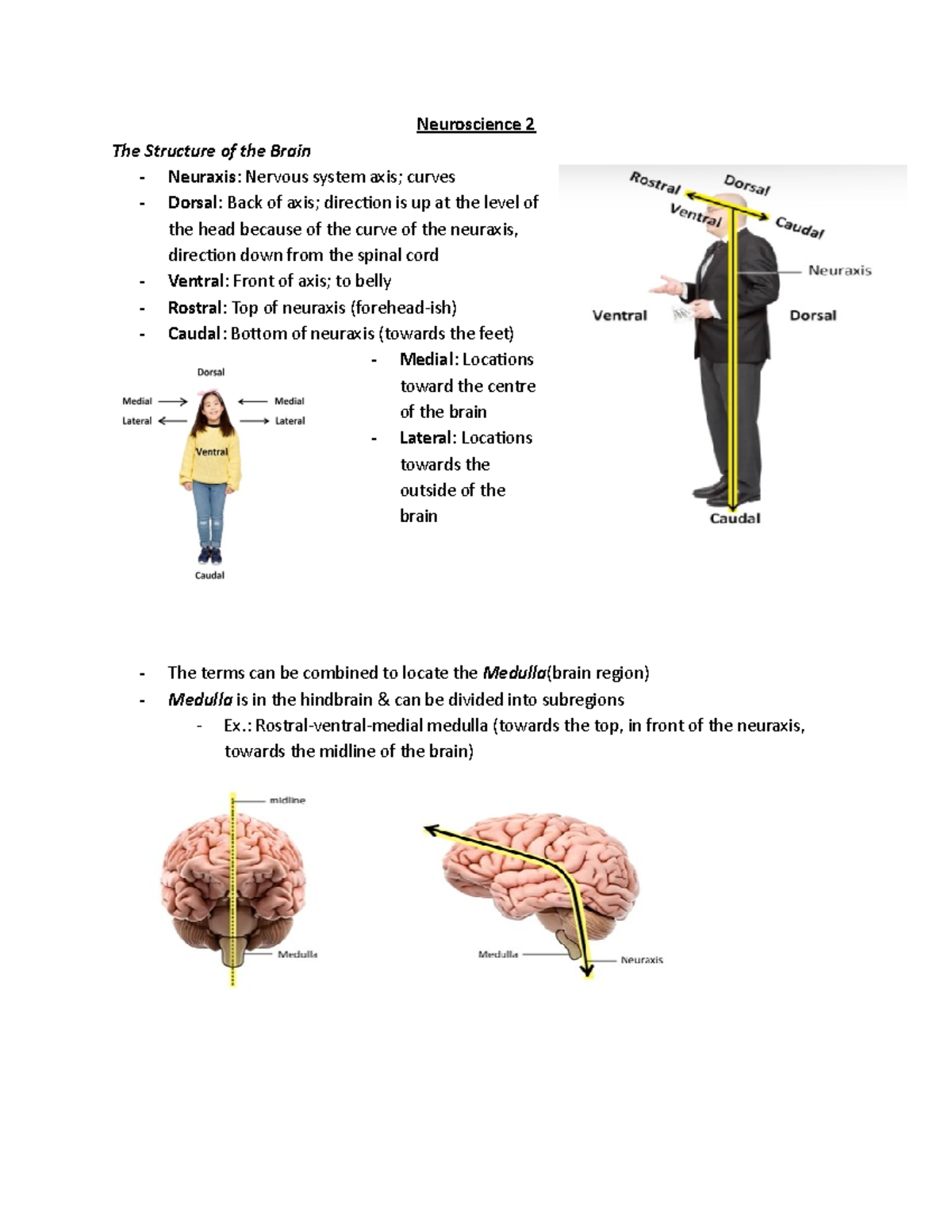 Neuroscience 2 - psych - Neuroscience 2 The Structure of the Brain ...