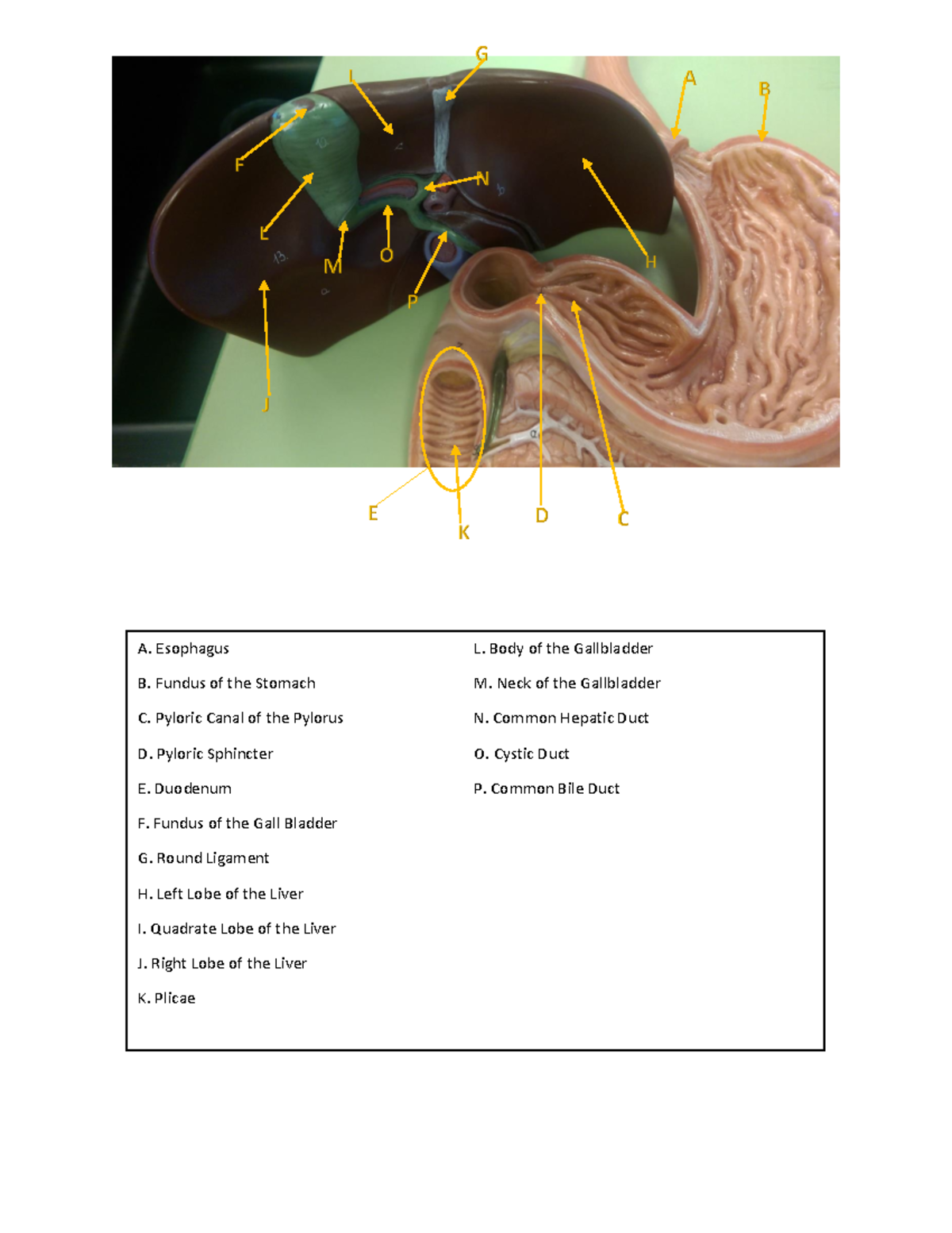 Practical 2 Digestive and Urinary System - A. Esophagus L. Body of the ...