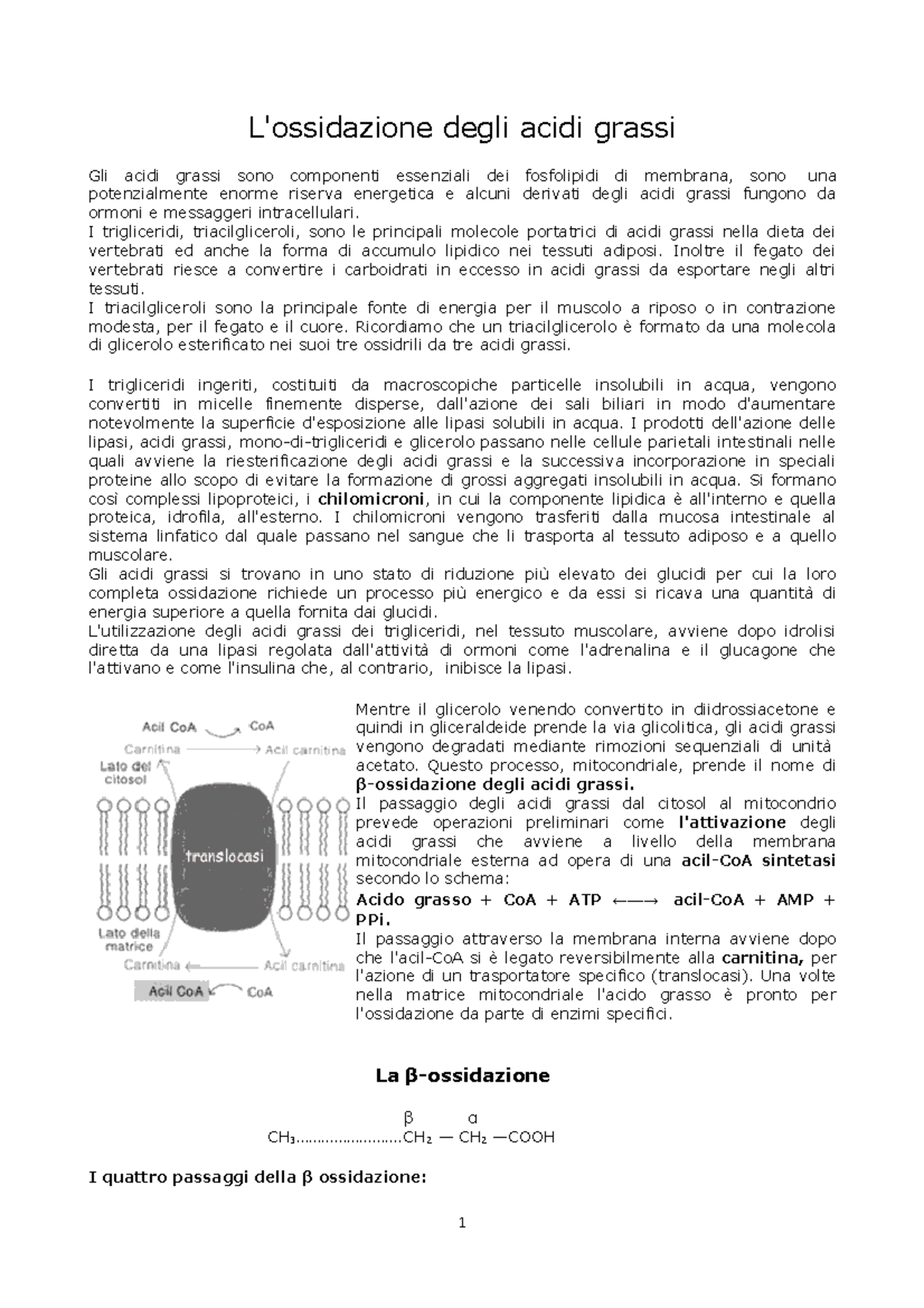 Biochimica (Appunti) - L'ossidazione degli acidi grassi Gli acidi ...