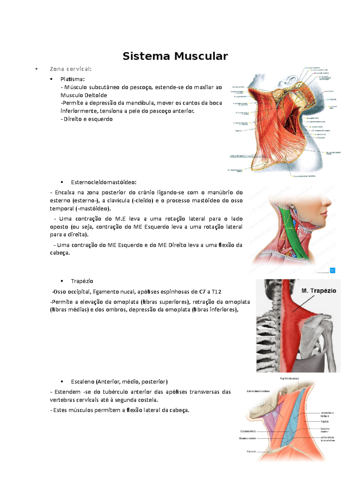 Sistema Muscular - Sistema Muscular Zona cervical: Platisma: - Músculo ...