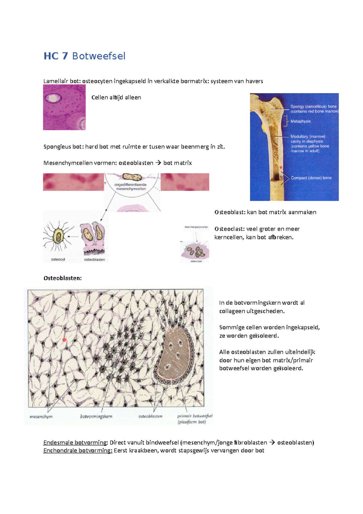 HC 7 Botweefsel + Aantekeningen - HC 7 Botweefsel Lamellair bot ...