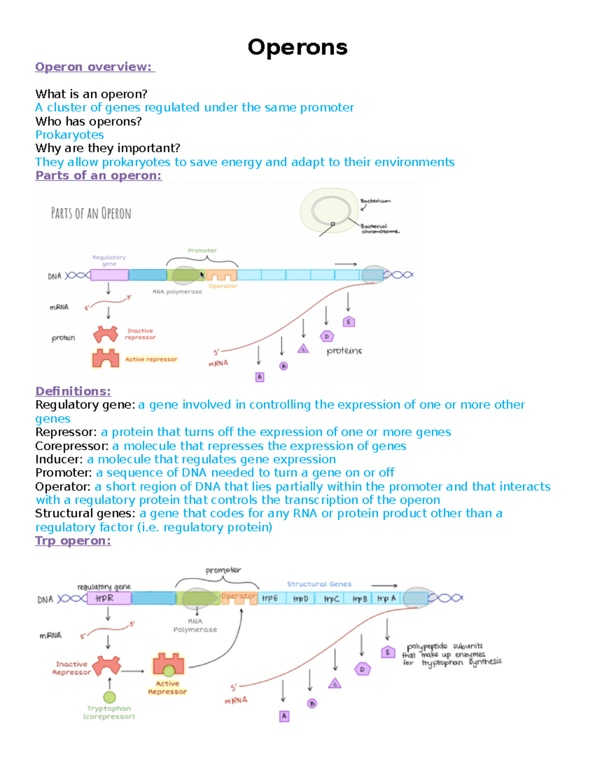Chapter 15 Noteteaker Finished - Operons Operon overview: What is an ...