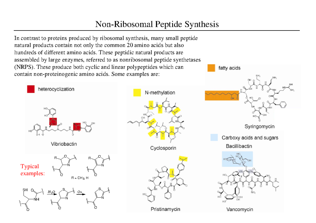 Non ribosomal peptide synthesis - Non-Ribosomal Peptide Synthesis In contrast to proteins ...