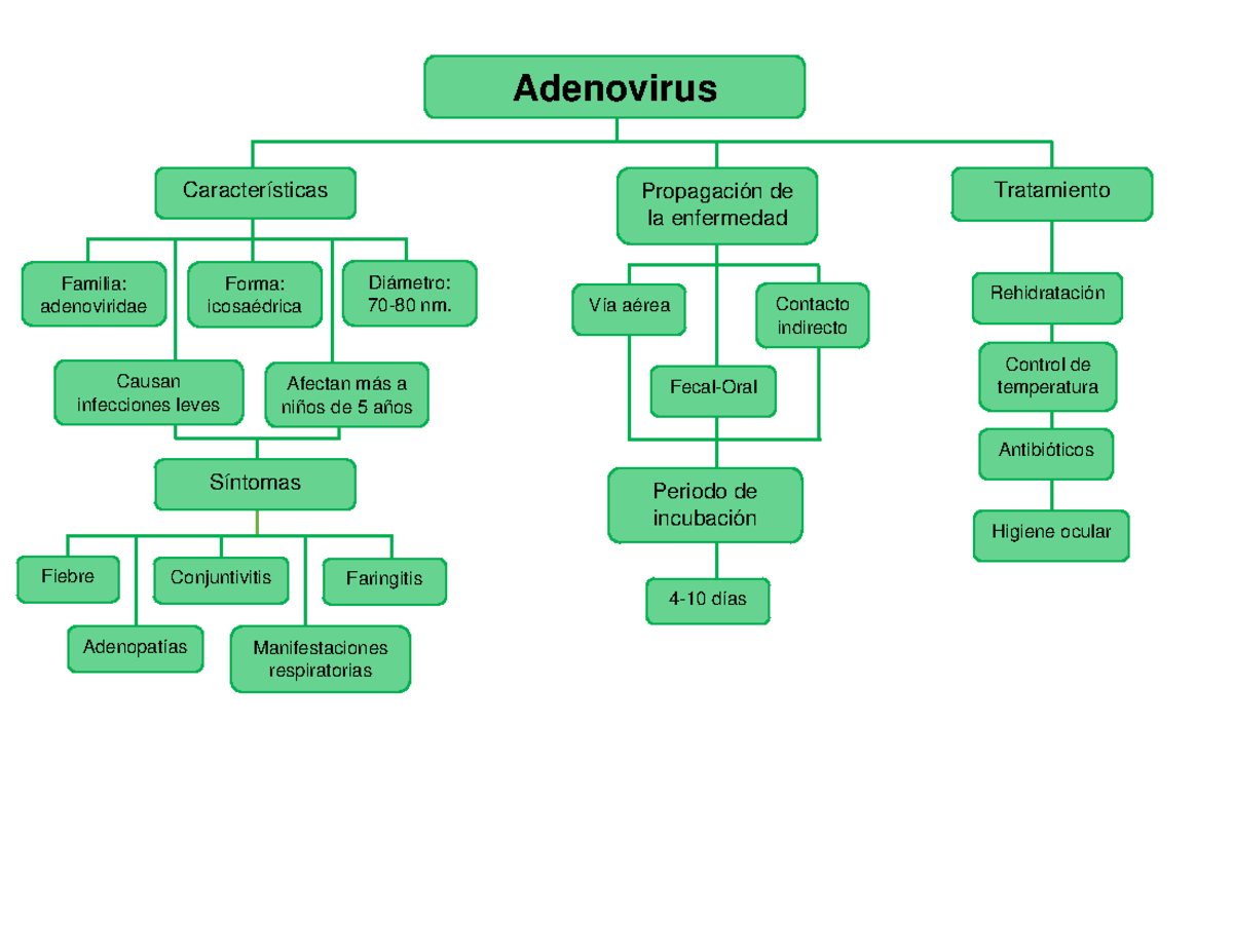 Adenovirus y parvovirus B19 - Adenovirus Características Familia ...