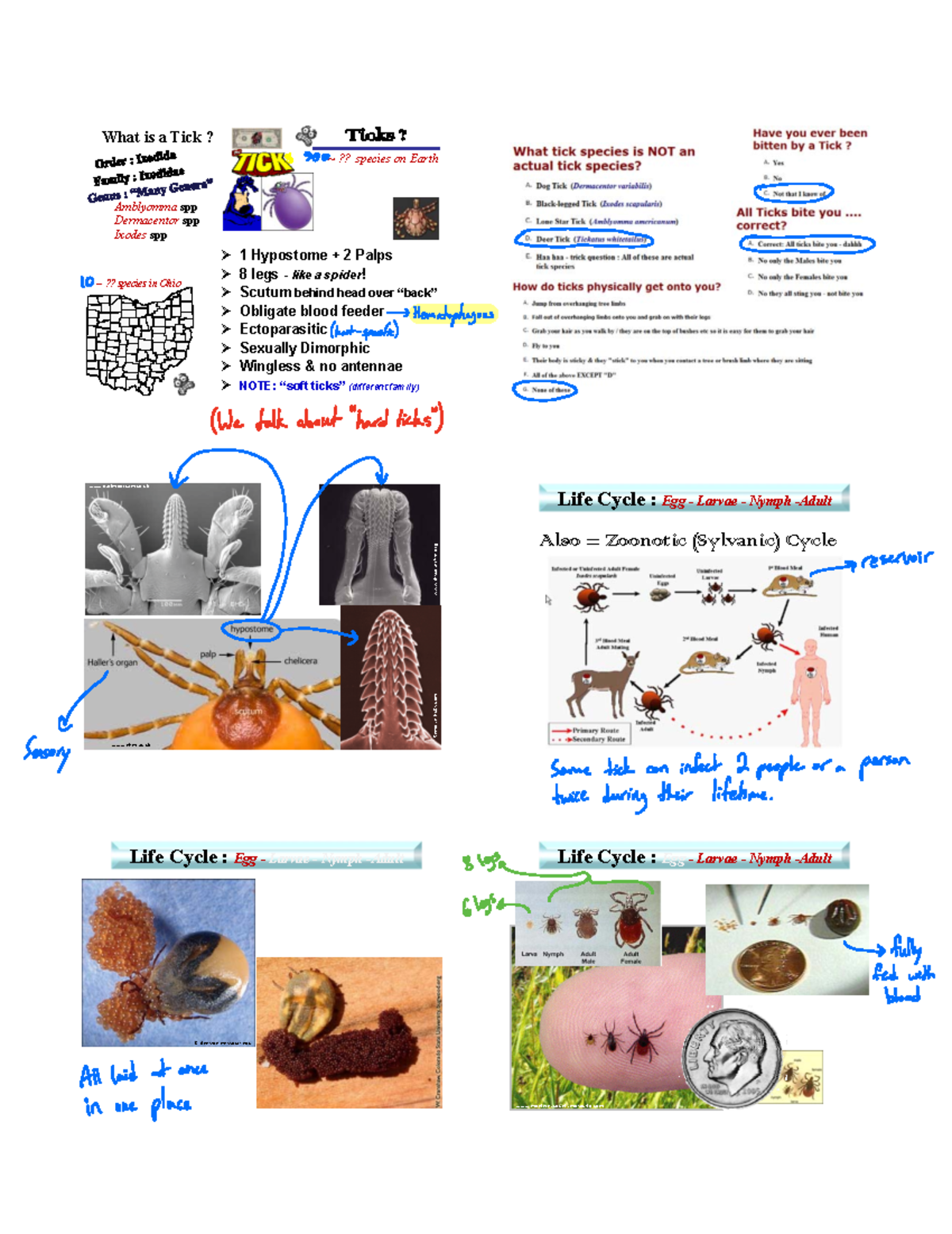 Week 5 - Ticks - Lecture notes - What is a Tick? Ticks? Amblyomma spp ...