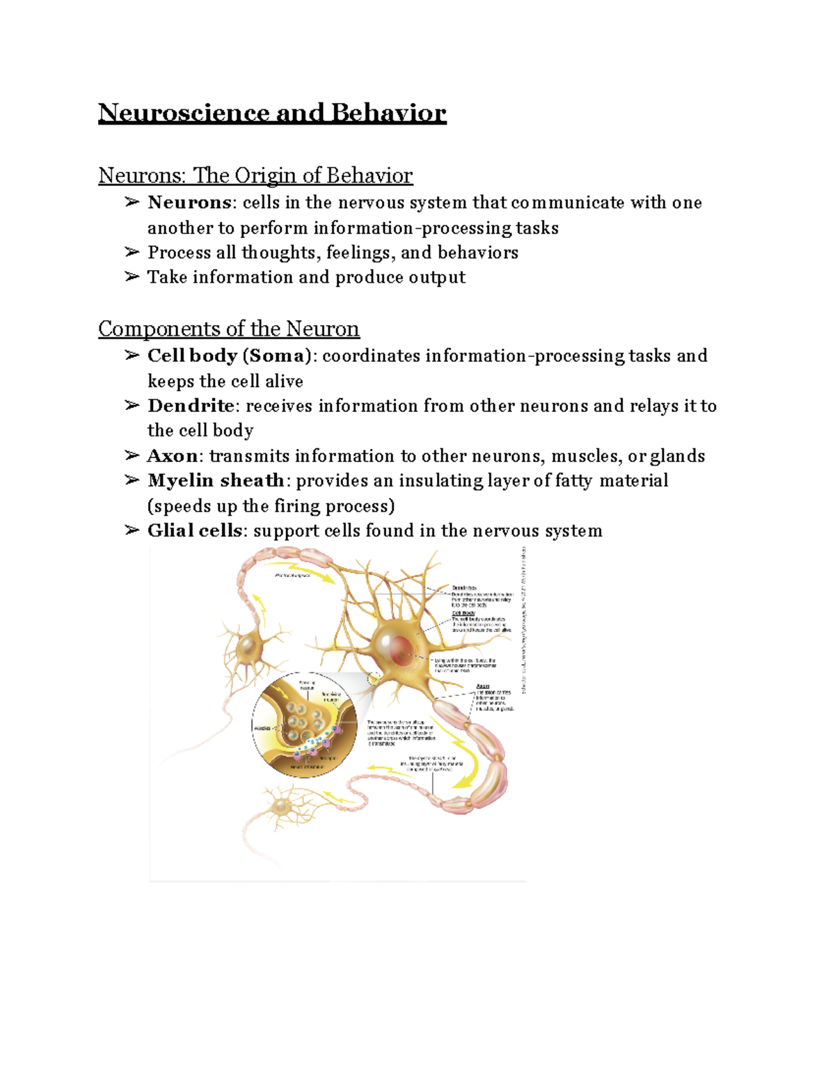 Chapter 3 notes [Neuroscience & Behavior] - Neuroscience and Behavior ...