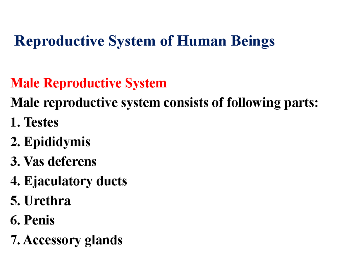 Class-12 Reproductive - Copy - Reproductive System of Human Beings Male ...