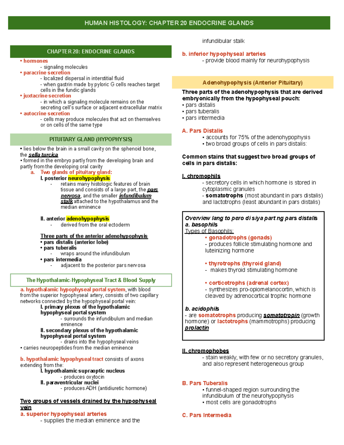 Chapter 20 Endocrine Glands-2 - HUMAN HISTOLOGY: CHAPTER 20 ENDOCRINE ...