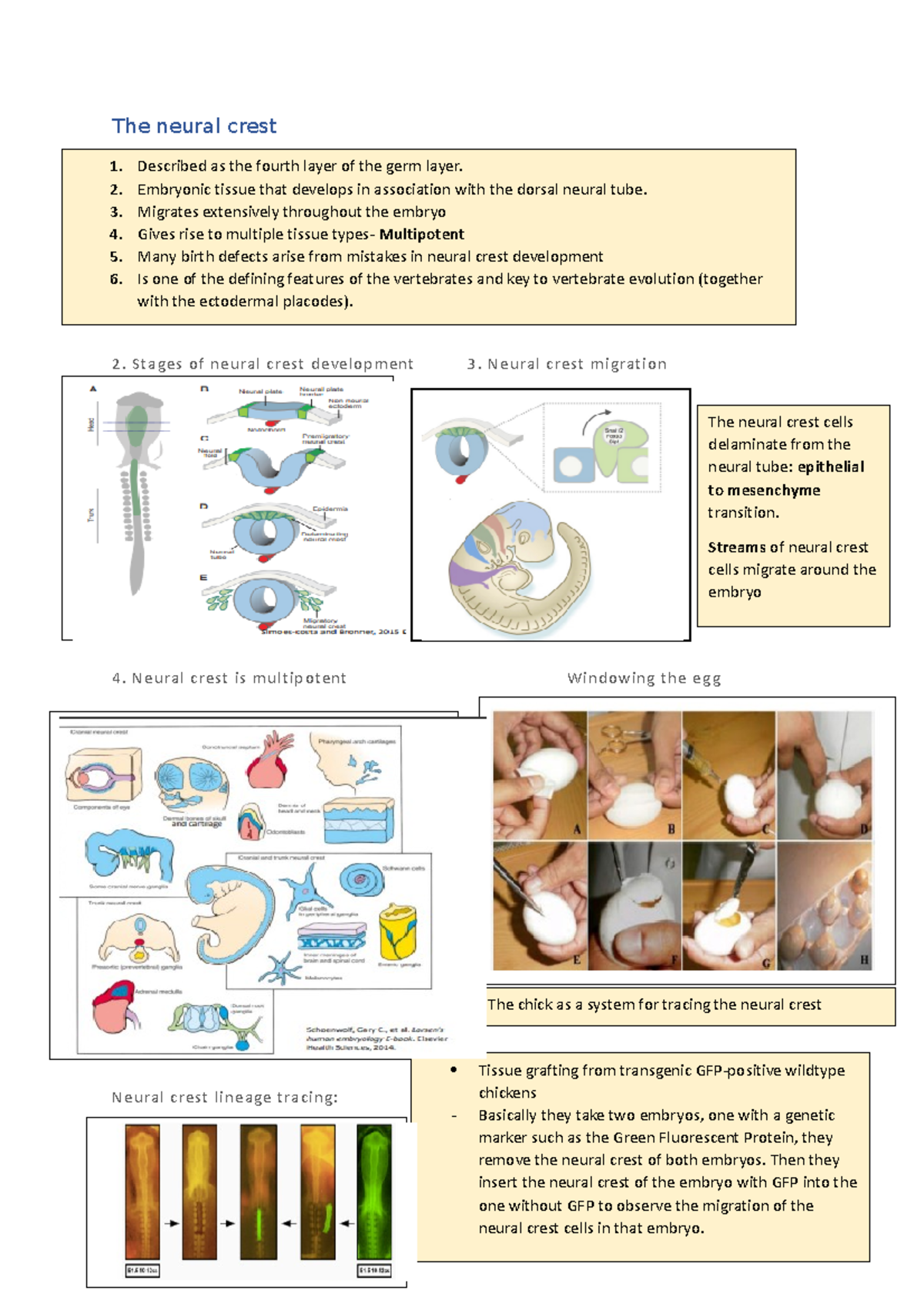 Neuroembryology - The neural crest Stages of neural crest development 3 ...