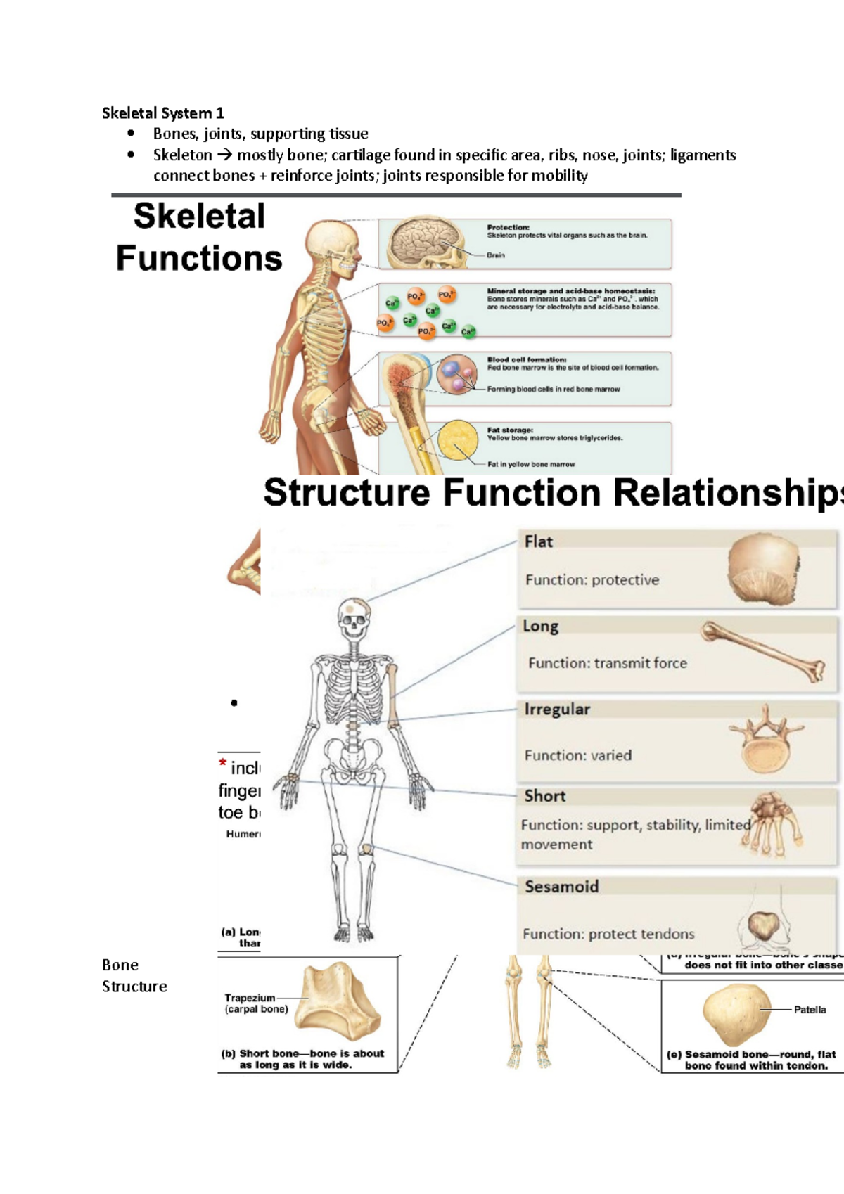 Skeletal system 1 - Skeletal System 1 Bones, joints, supporting tissue ...