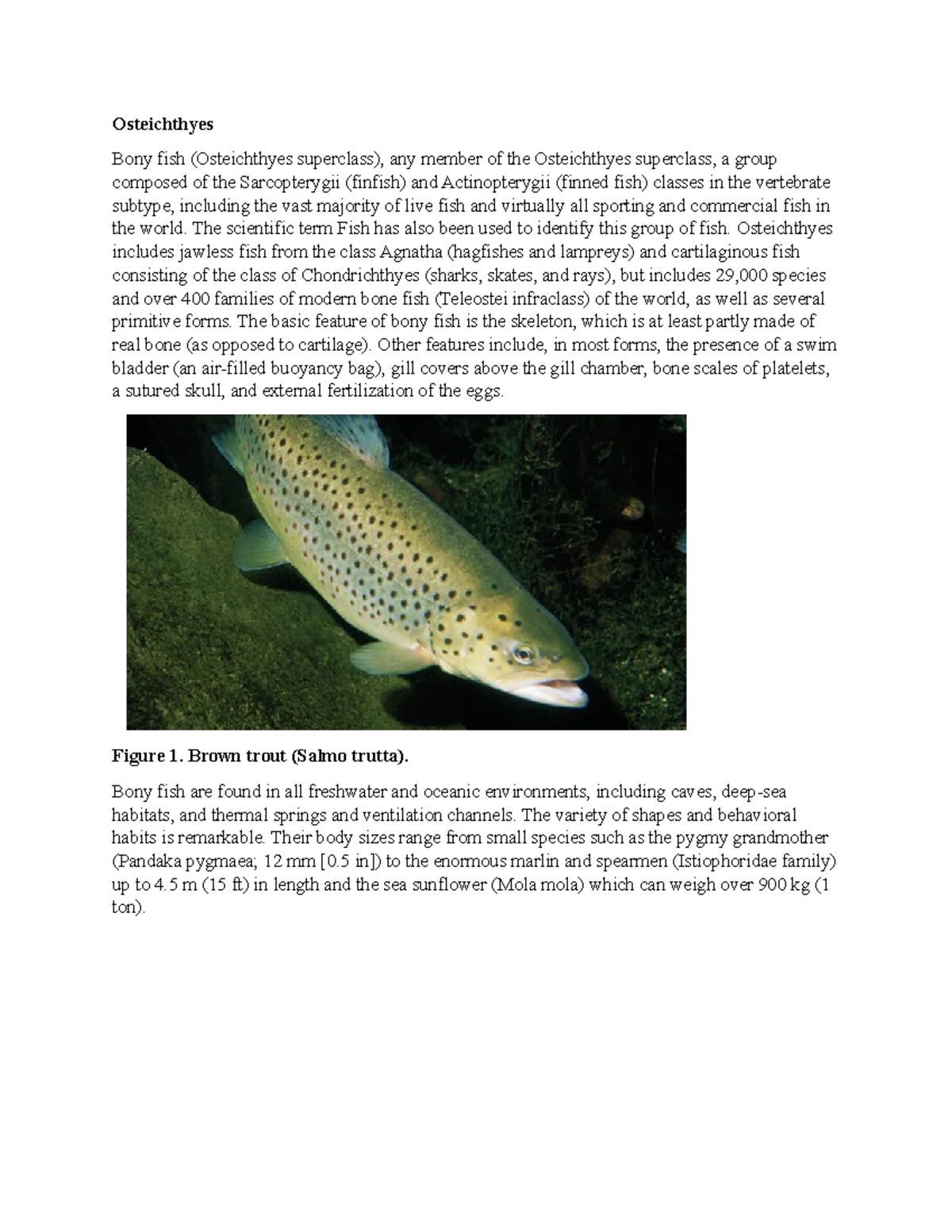 Class Osteichthyes - Lecture notes 4 - Osteichthyes Bony fish ...