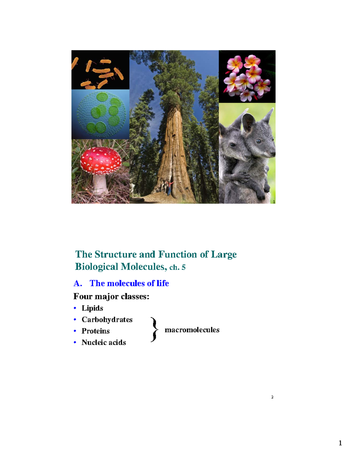 Practical - Practical General Biology Structure and function of ...