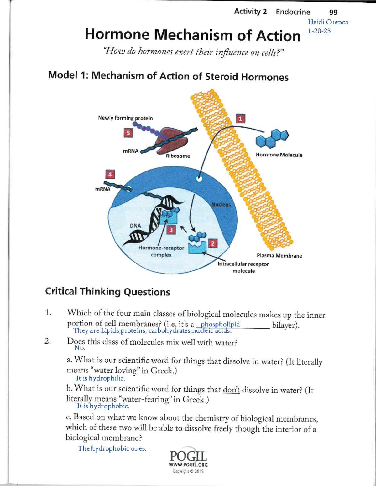 Heidi Cuenca Hormone Mechanism of Action 1-21-23 - )FJEJ $VFODB ...