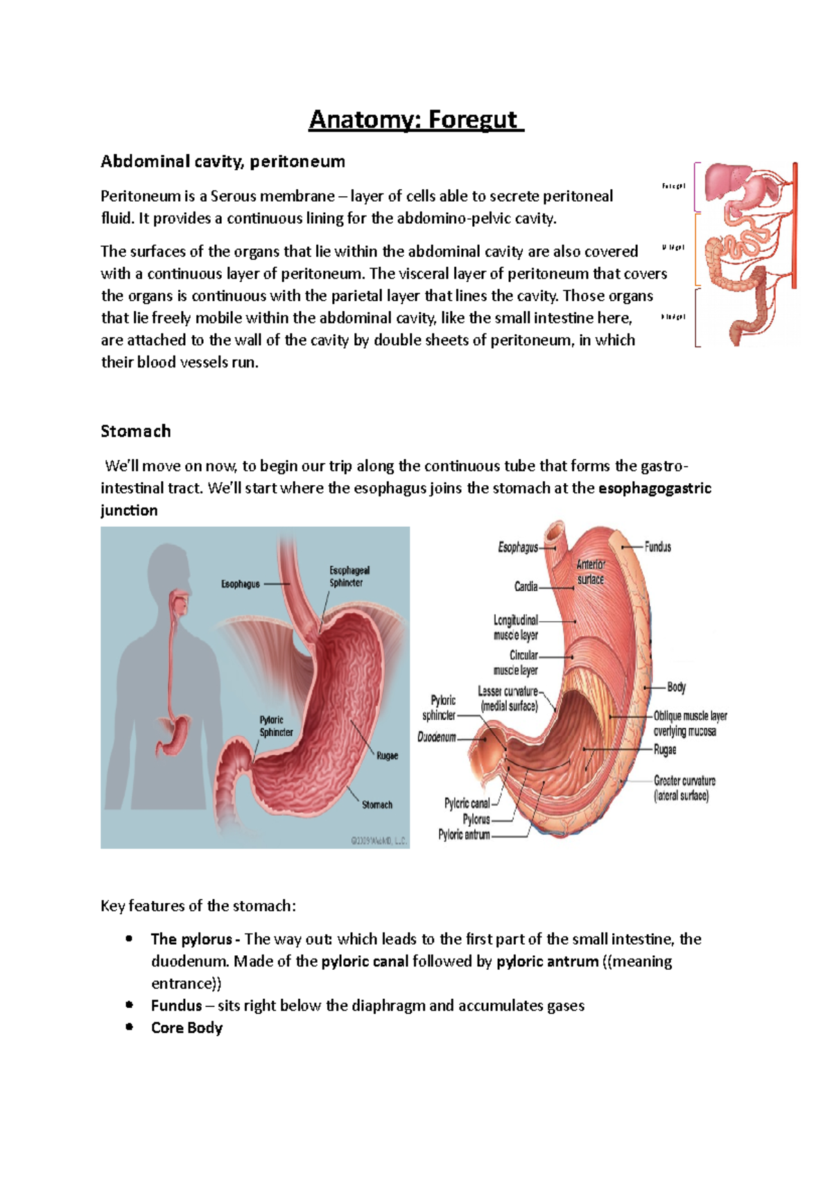 Anatomy of the Foregut - Anatomy: Foregut Abdominal cavity, peritoneum ...