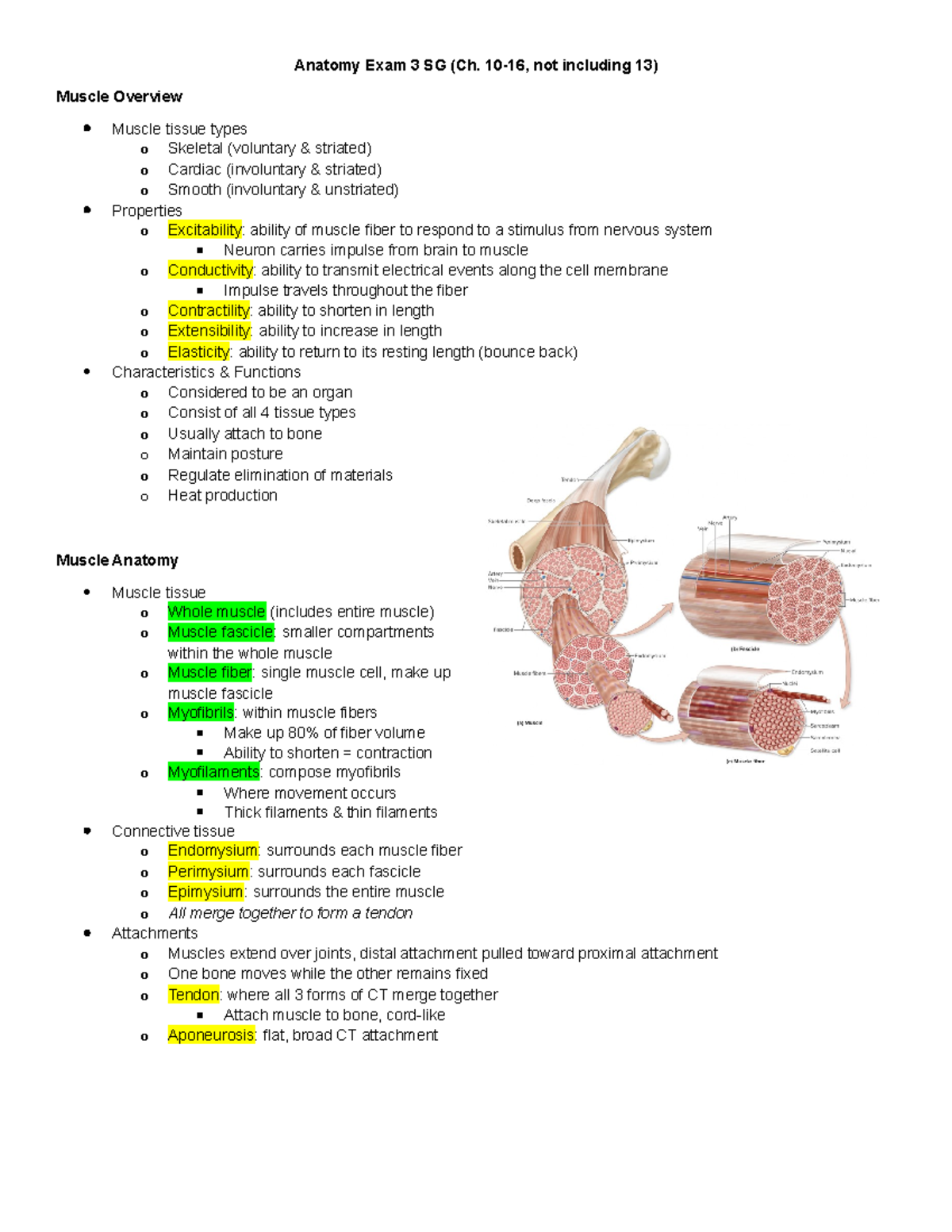 Anatomy Exam 3 Study Guide Anatomy Exam 3 SG Ch 10 16 Not