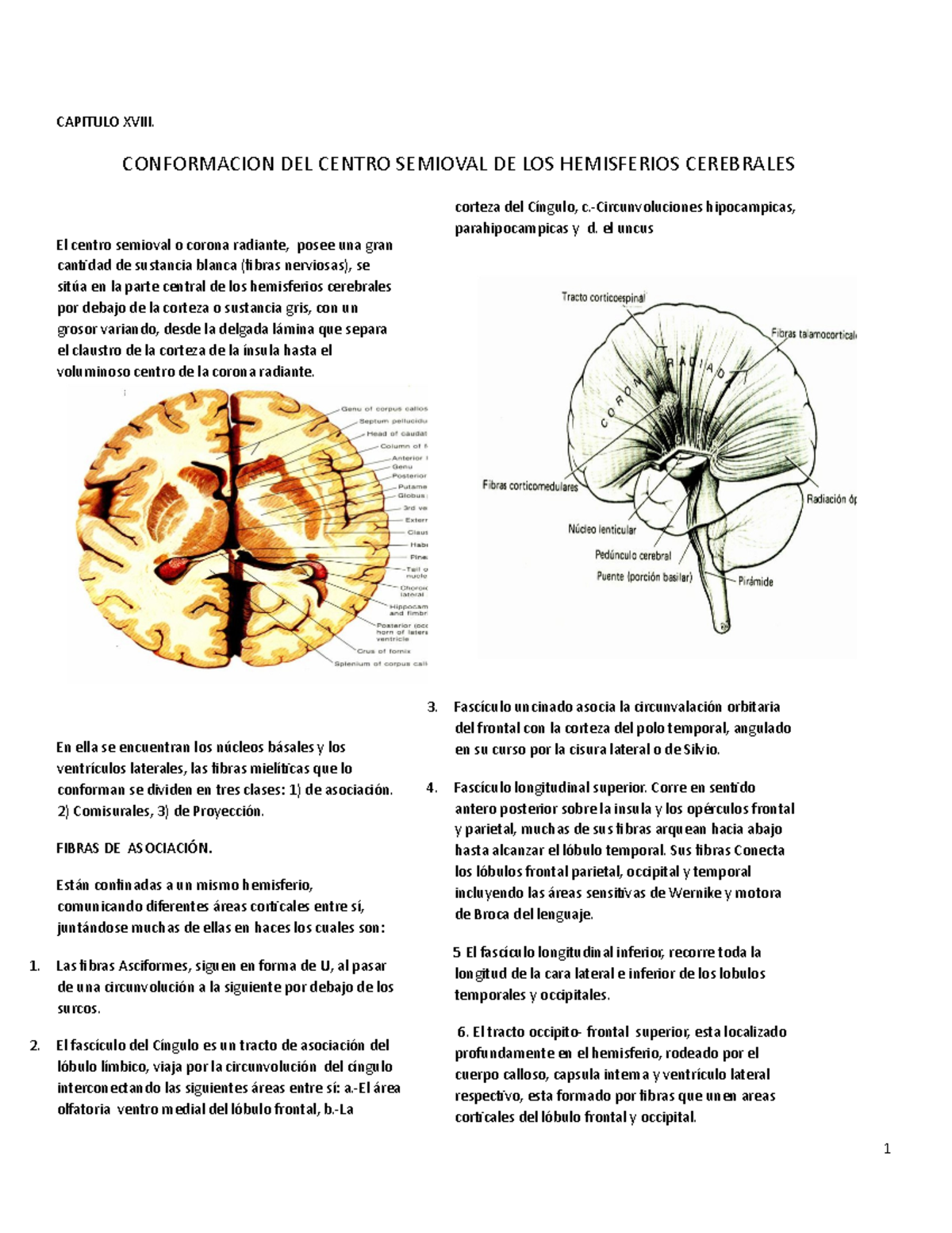 Centro semioval - CAPITULO XVIII. CONFORMACION DEL CENTRO SEMIOVAL DE ...