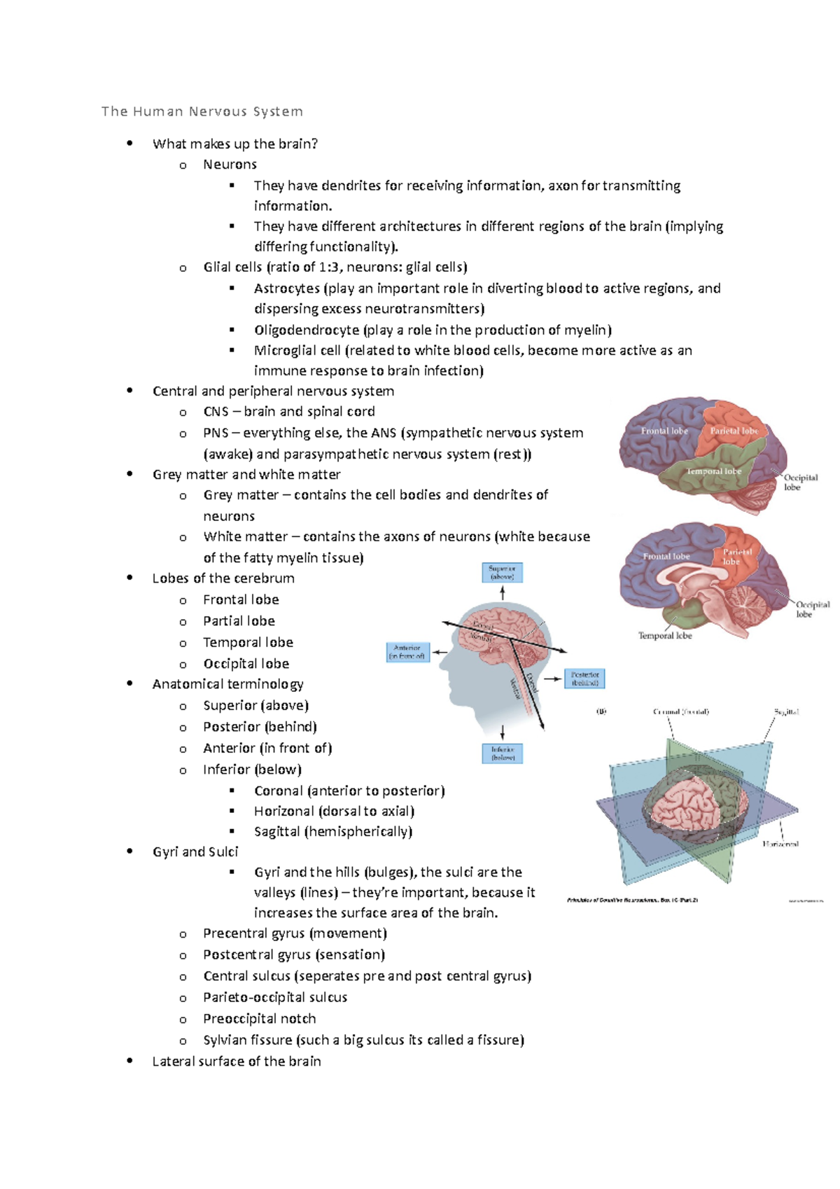 Brain and Behaviour 3 - Lecture notes - The Human Nervous System What ...