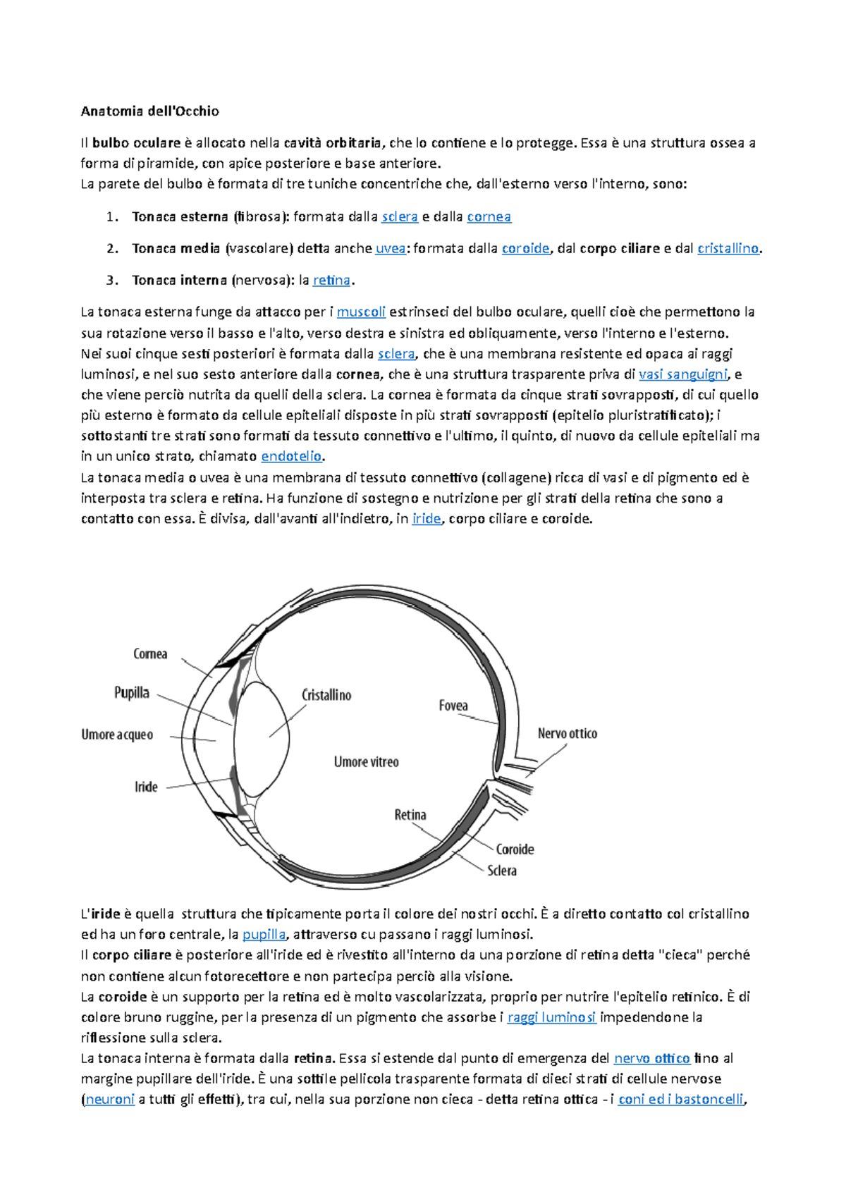 Anatomia, Funzioni, Malattie E Diagnosi Degli Occhi - Anatomia dell'Occhio Il bulbo oculare è ...
