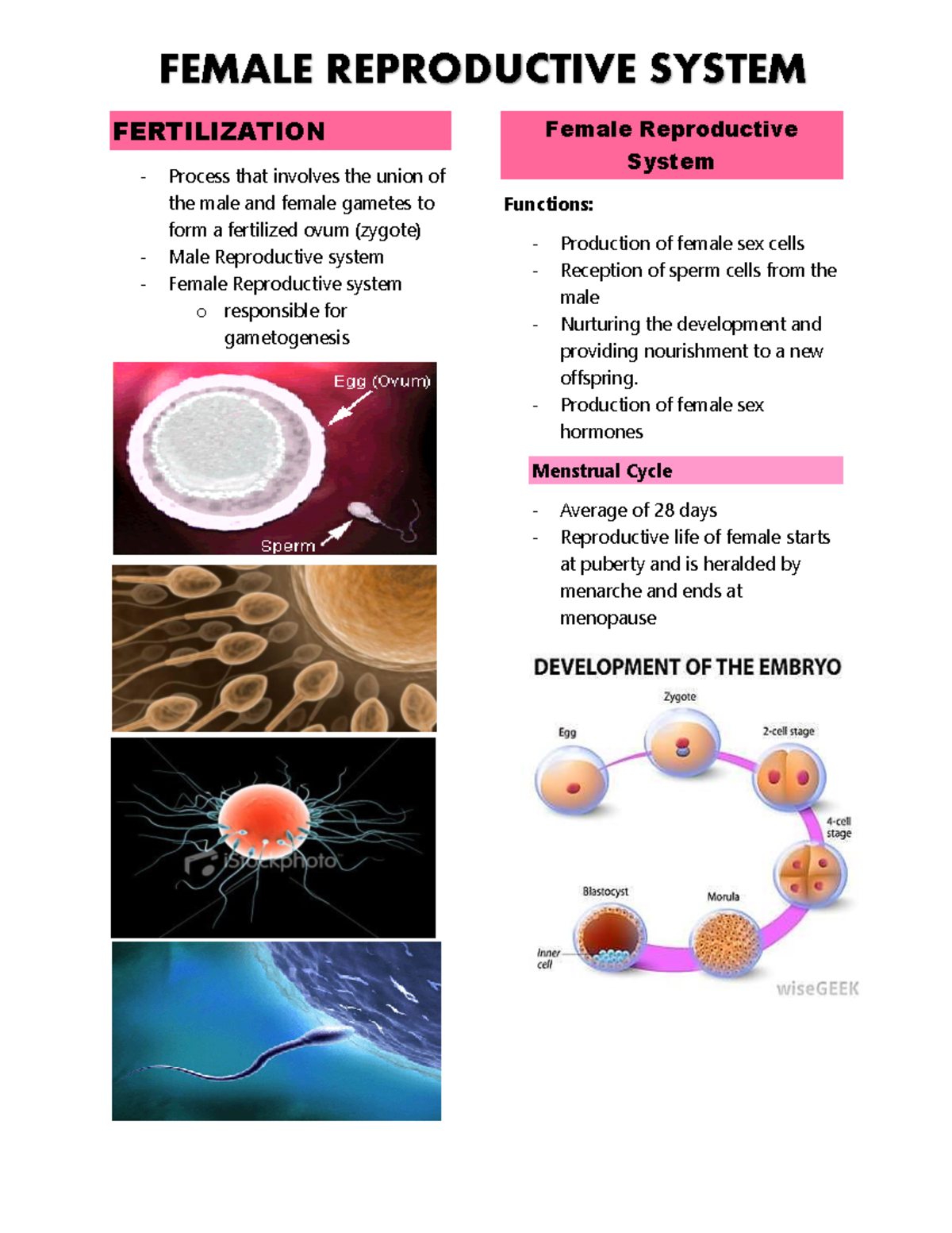 Female Reproductive System - FERTILIZATION Process that involves the ...